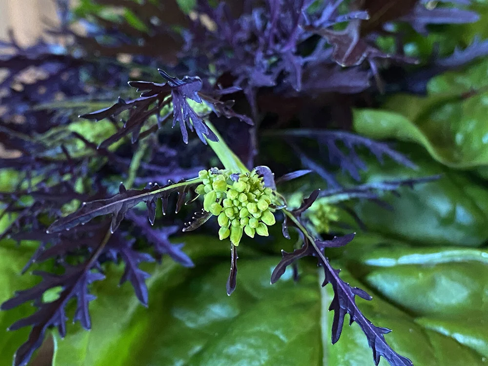 Swiss Chard and Garden Green Bouquets — Made on 23rd