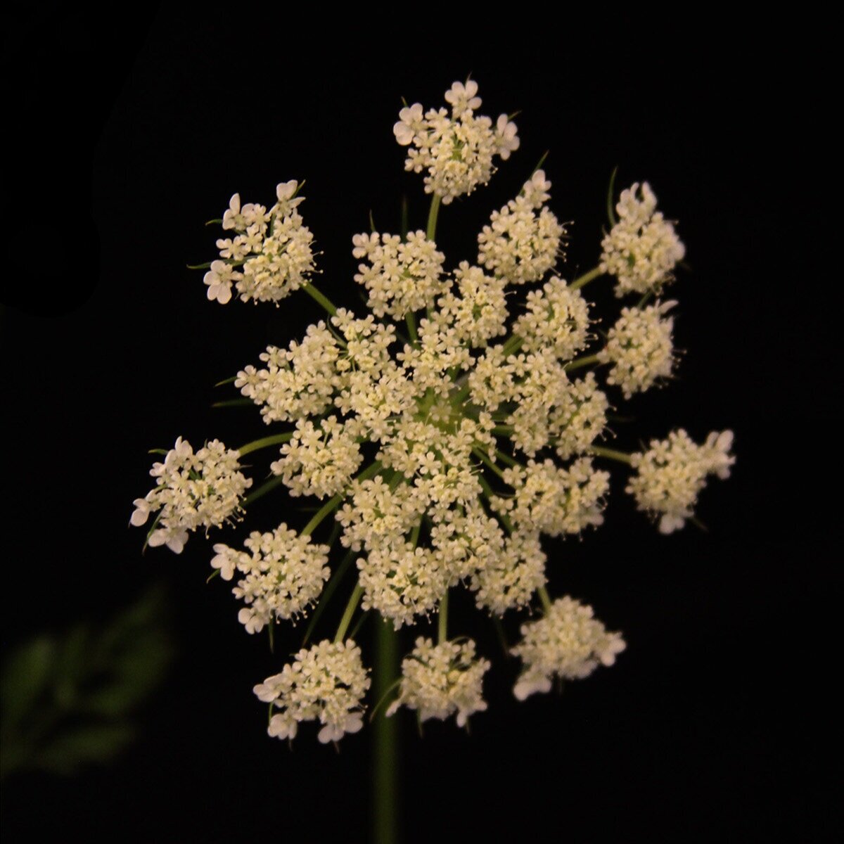 Queen Anne's Lace & Embroidery Pattern — Made on 23rd