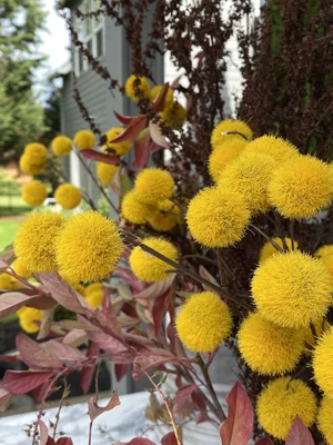 Fall Outdoor Decorating Inspiration with Weeds! — Made on 23rd