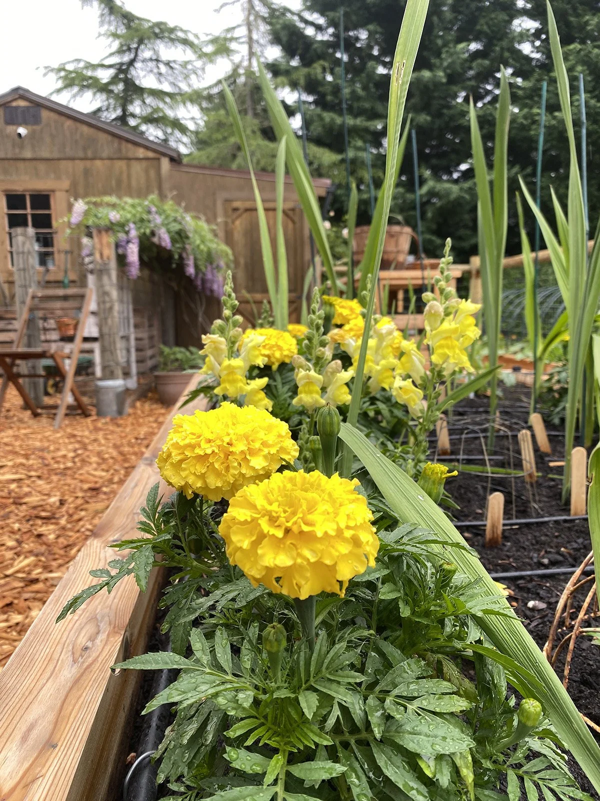 June Garden Tour — Made on 23rd