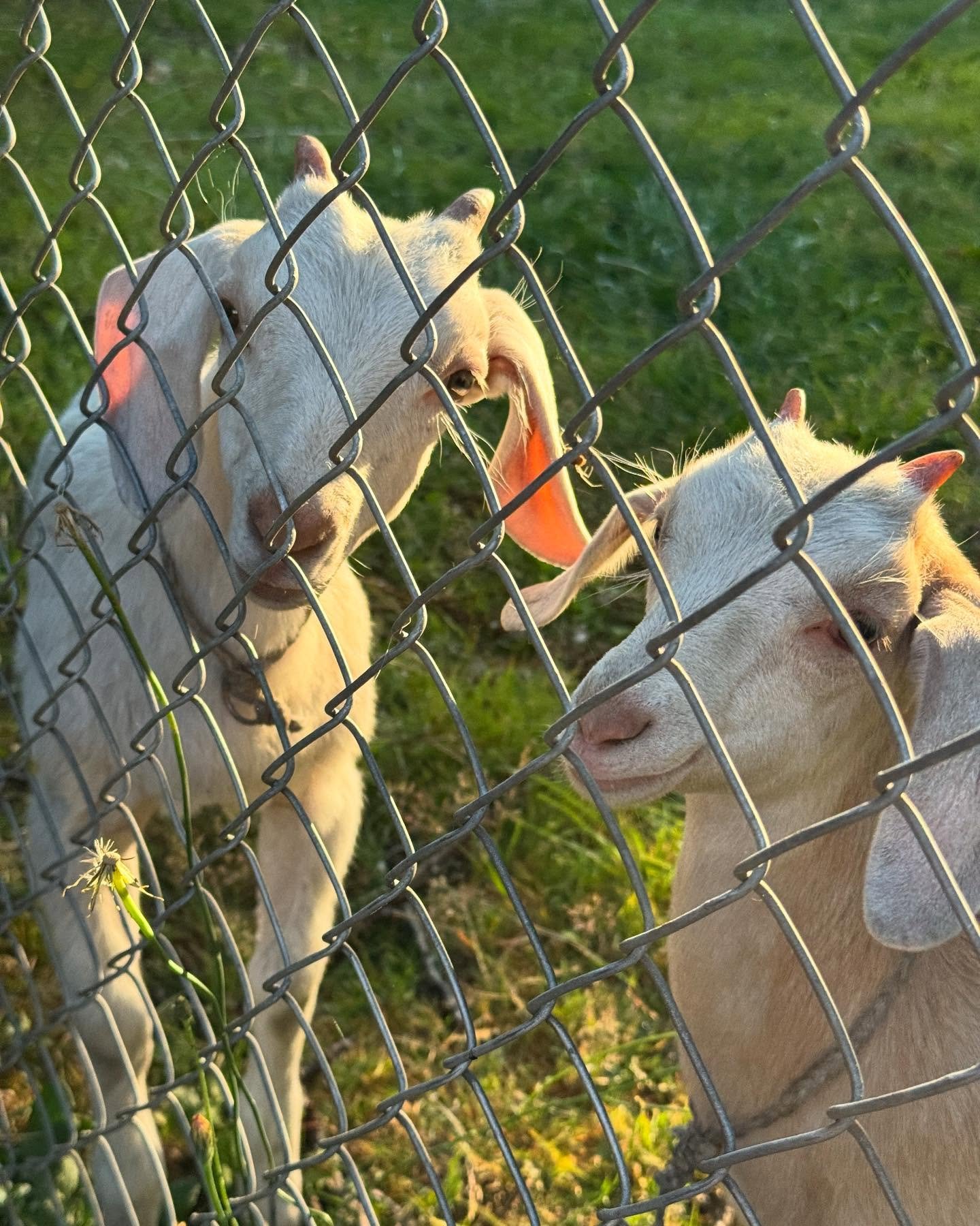 Forged Iron Scissors — Made on 23rd