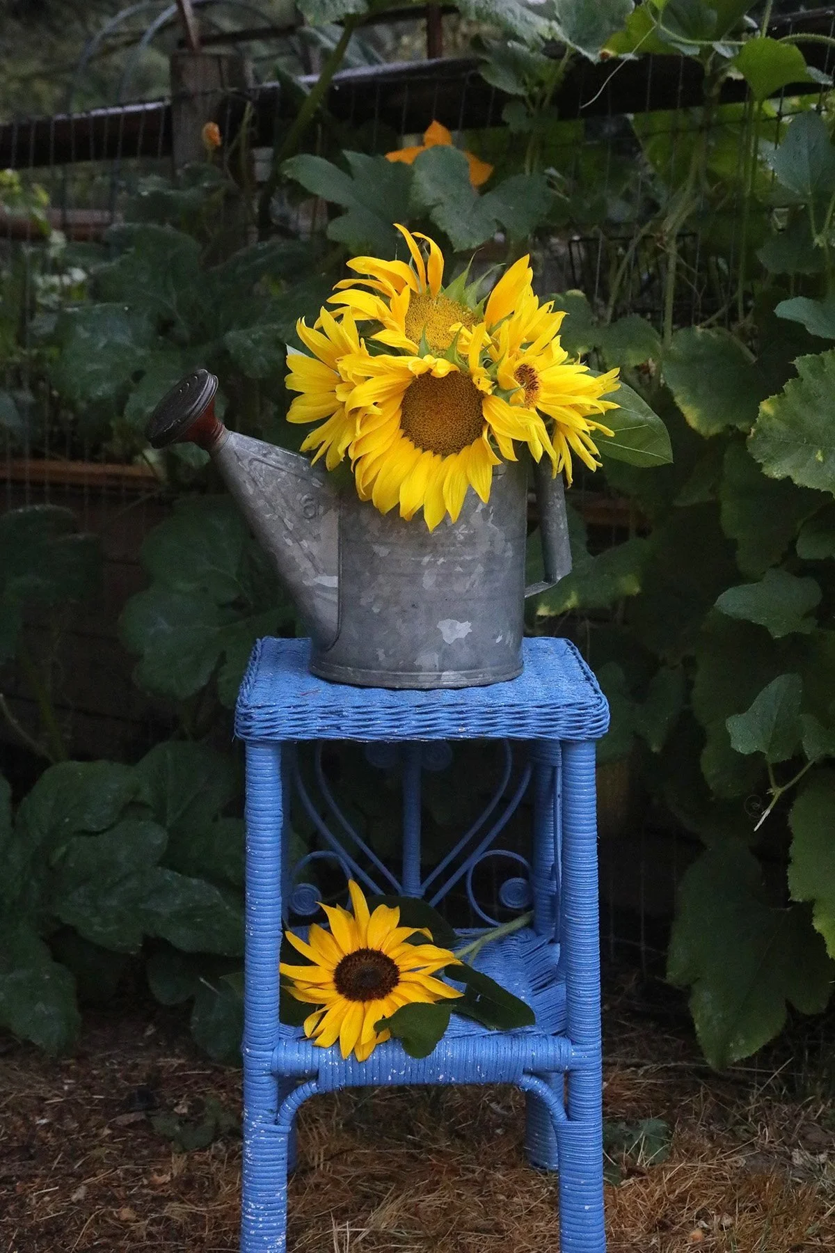 My Top 6 Favorite Sunflower Varieties from Last Year — Made on 23rd