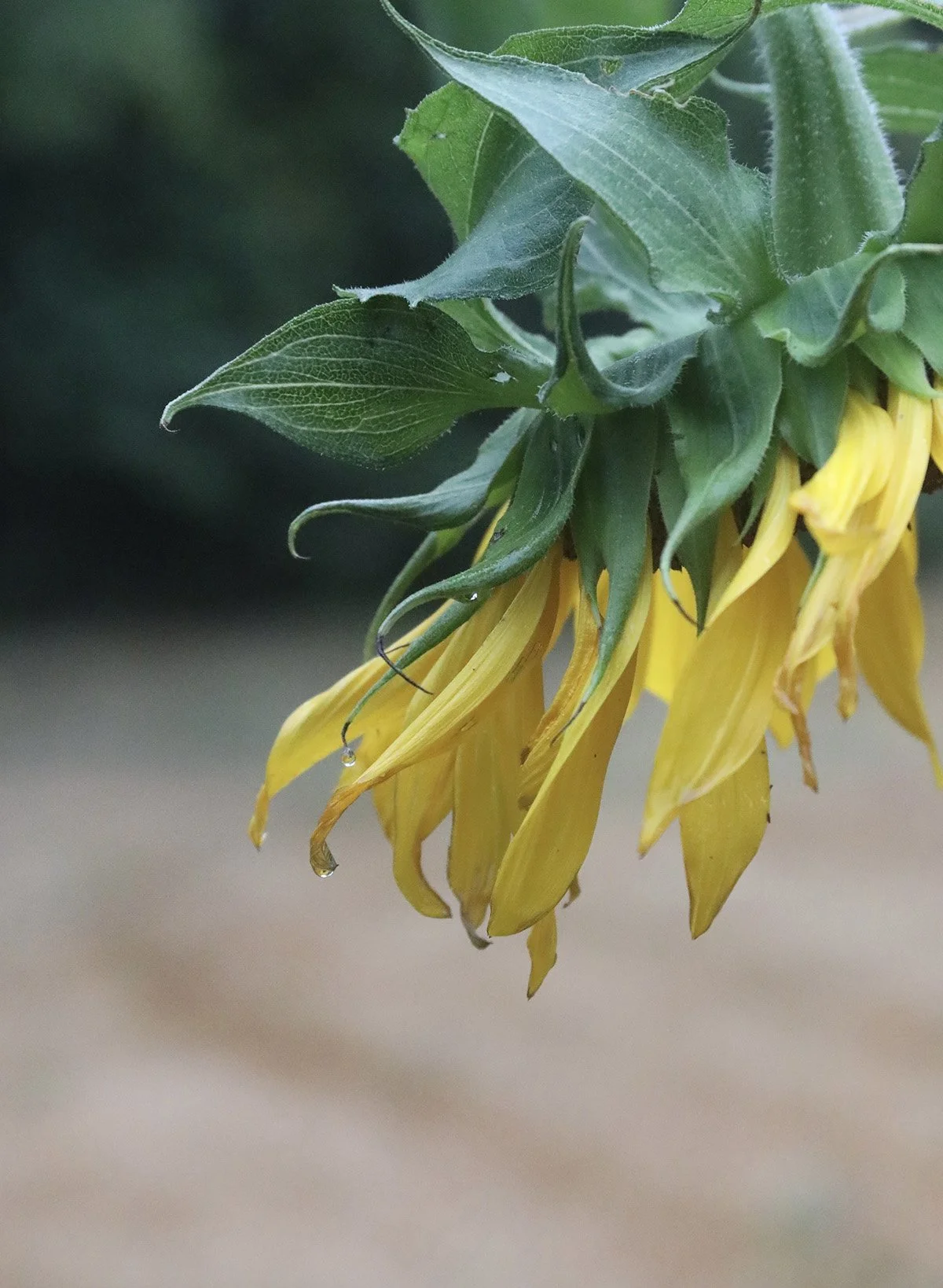My Top 6 Favorite Sunflower Varieties from Last Year — Made on 23rd