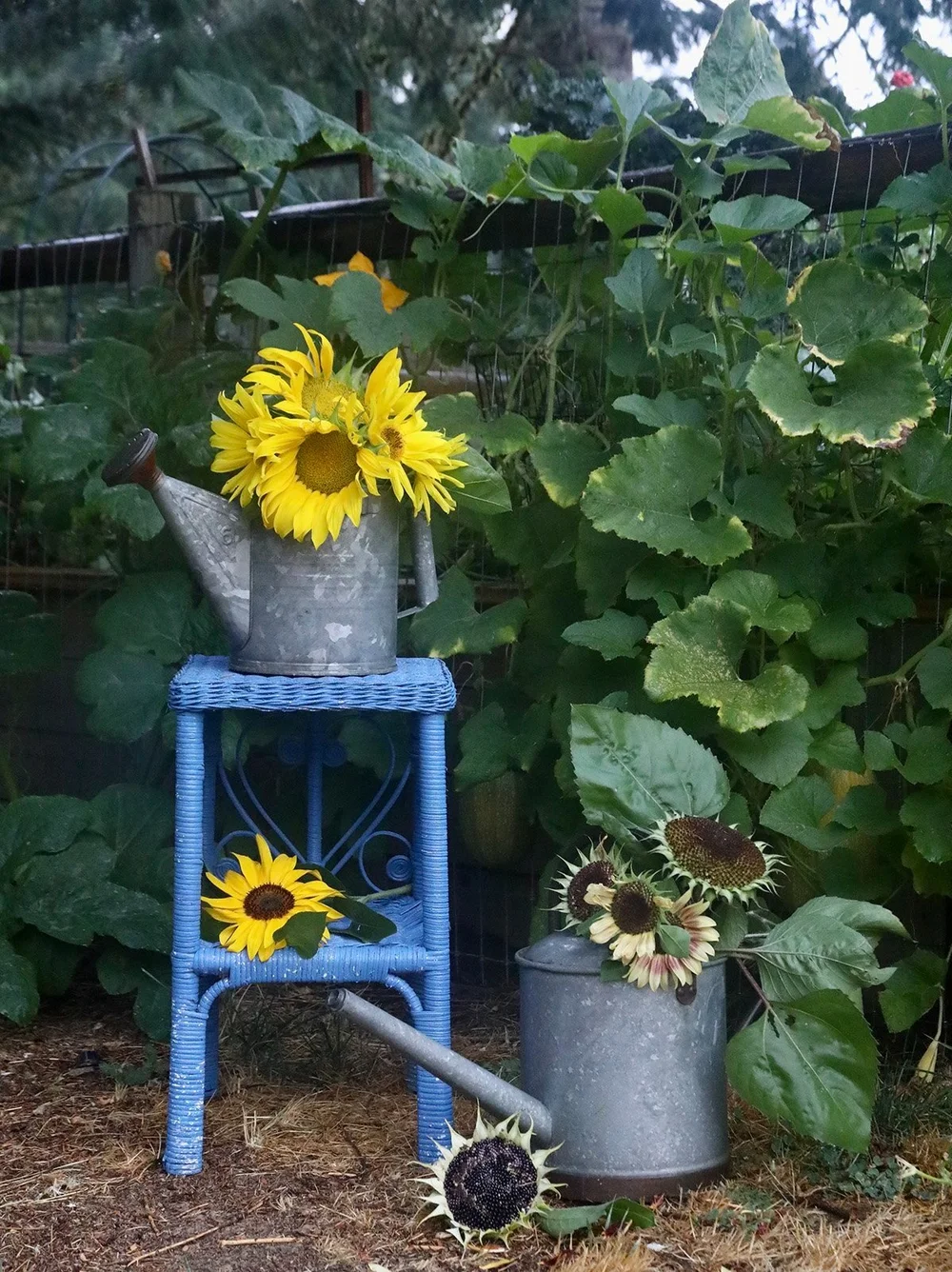 My Top 6 Favorite Sunflower Varieties from Last Year — Made on 23rd