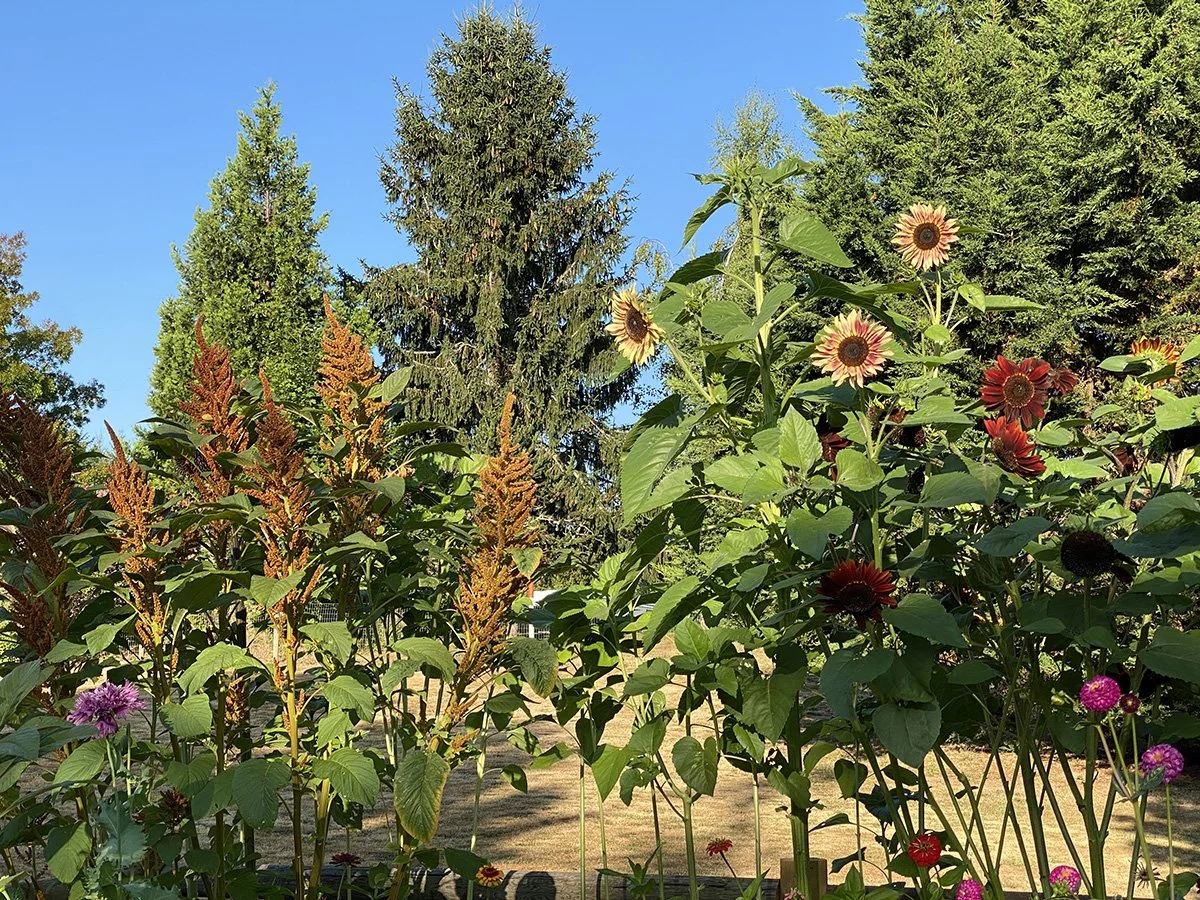 My Top 6 Favorite Sunflower Varieties from Last Year — Made on 23rd