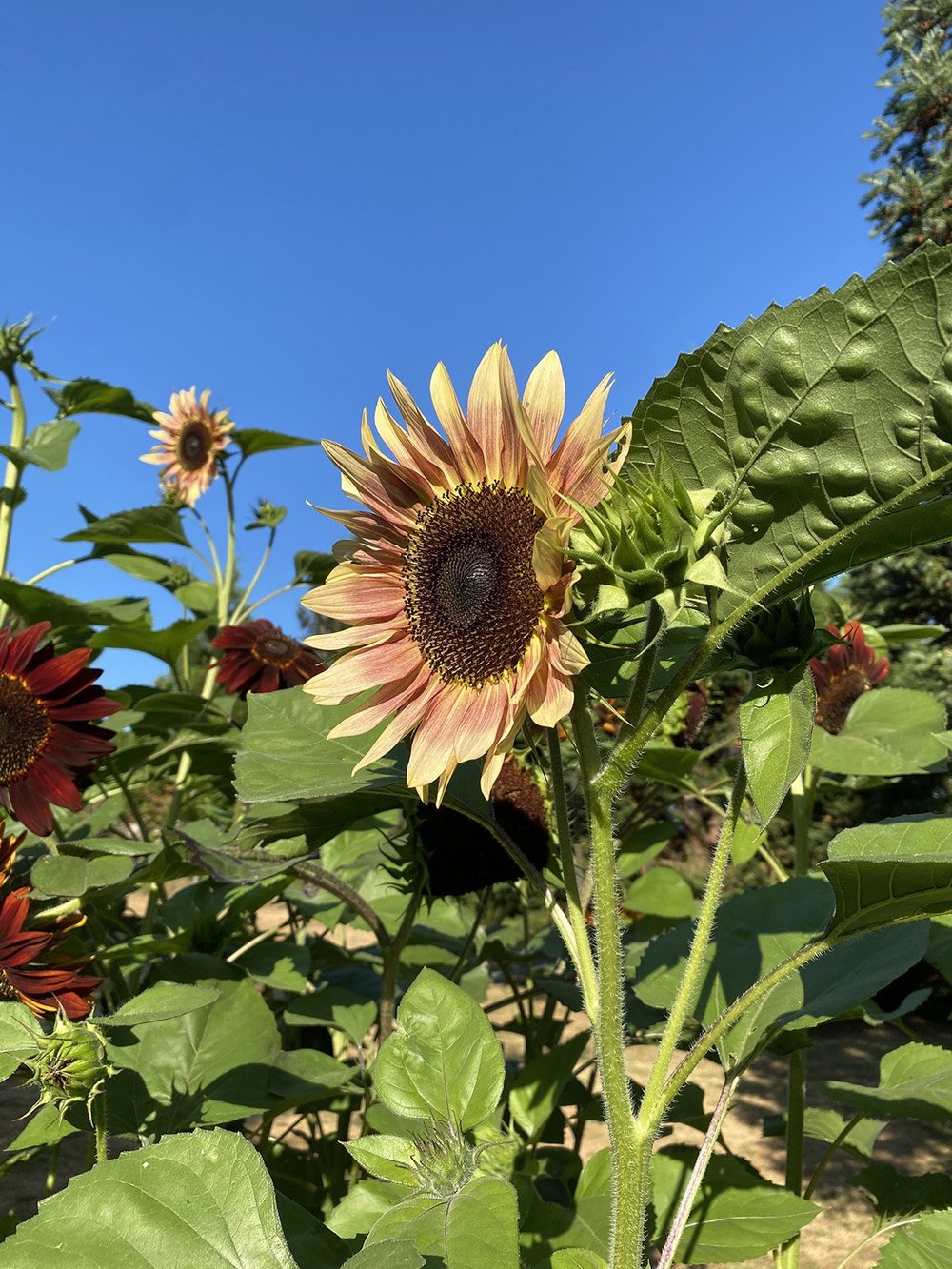 My Top 6 Favorite Sunflower Varieties from Last Year — Made on 23rd