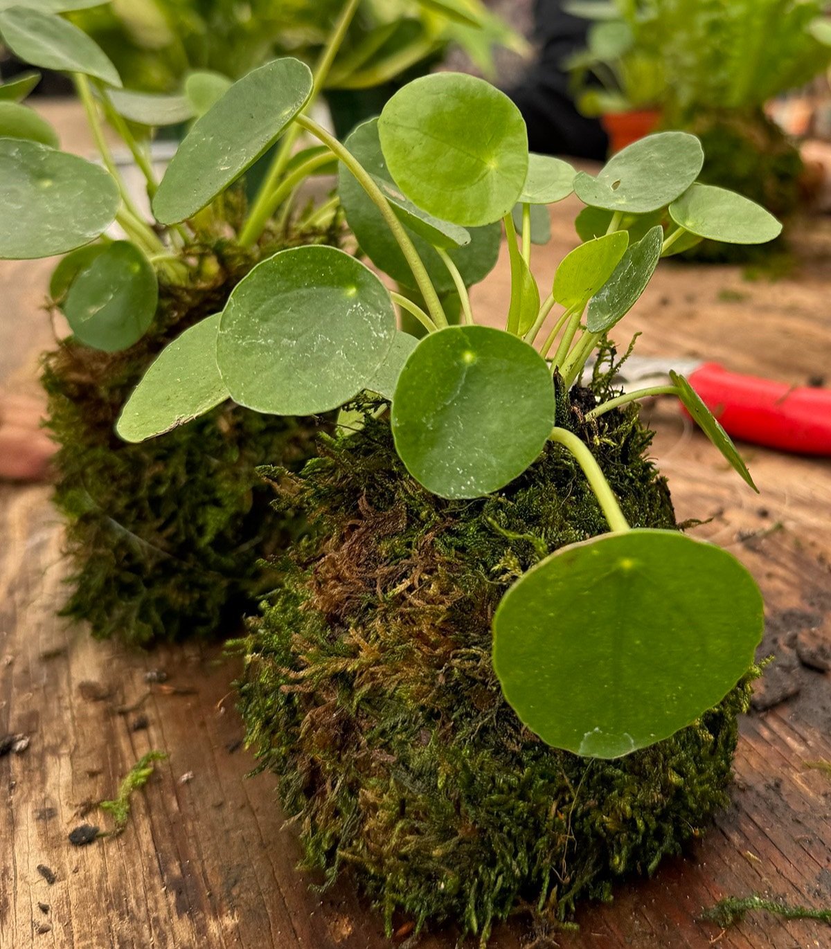 How to make Kokedama Moss Balls — Made on 23rd