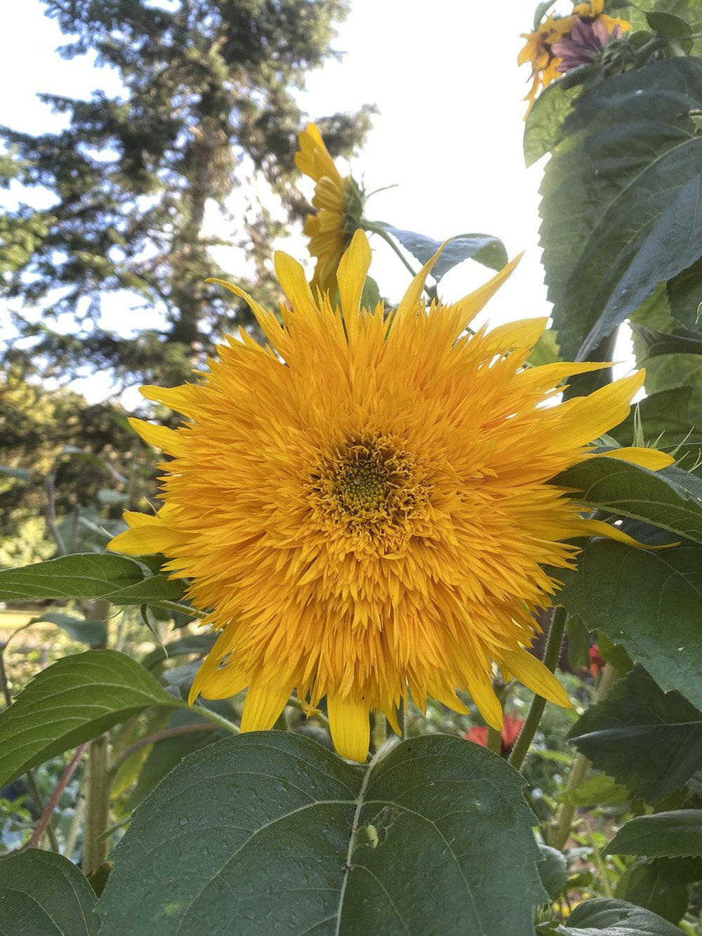 My Top 6 Favorite Sunflower Varieties from Last Year — Made on 23rd