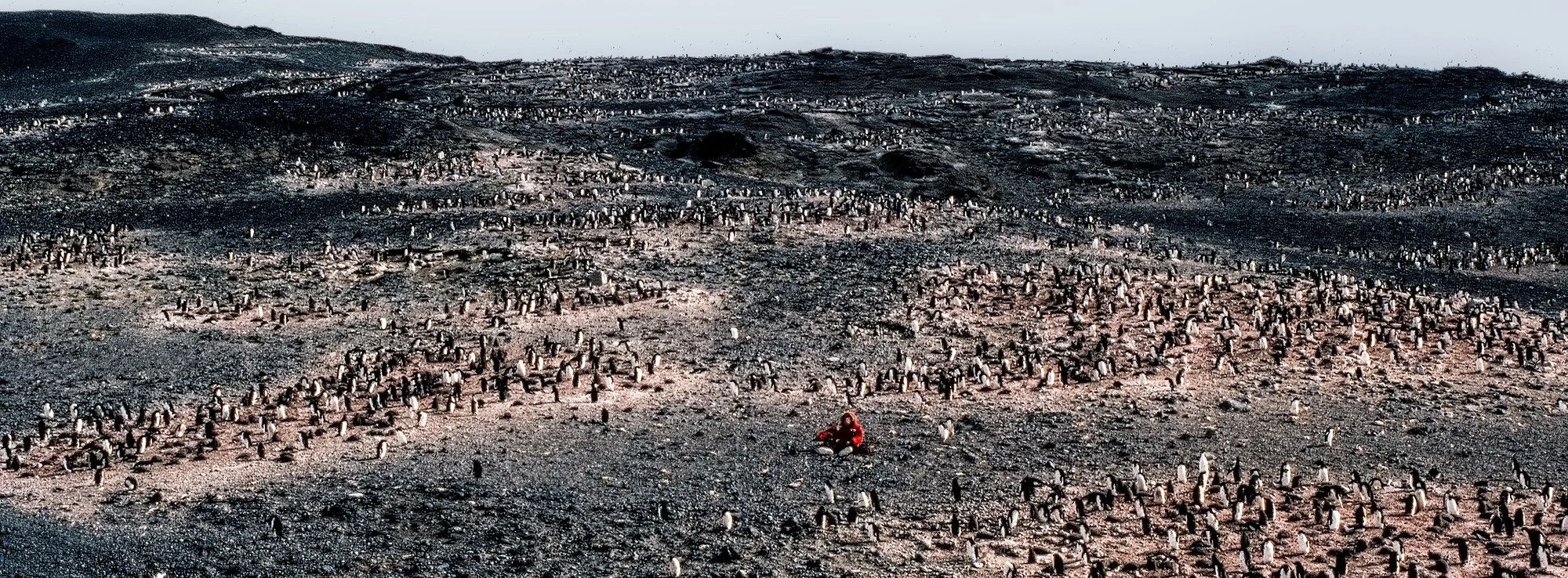 From Poop to Protection: Satellite Discoveries Help Save Antarctic ...