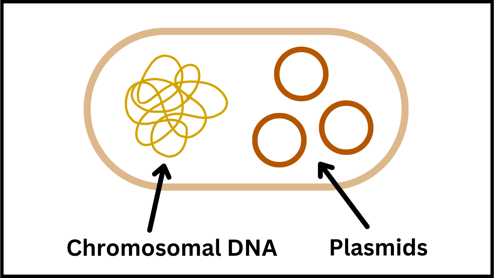 Agrobacterium: Nature’s Genetic Engineer, Hidden Within Plant Tumors ...