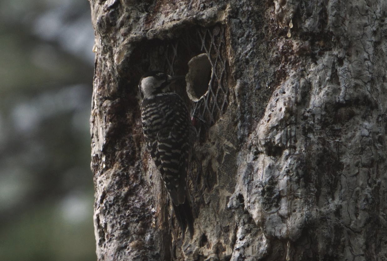 It’s a Family Affair: The Resurgence of the Red-Cockaded Woodpecker ...