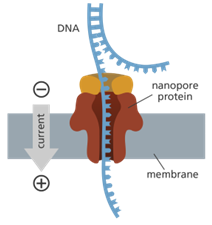 Sketch to Concept: Unraveling the Invention of Nanopore Sequencing ...