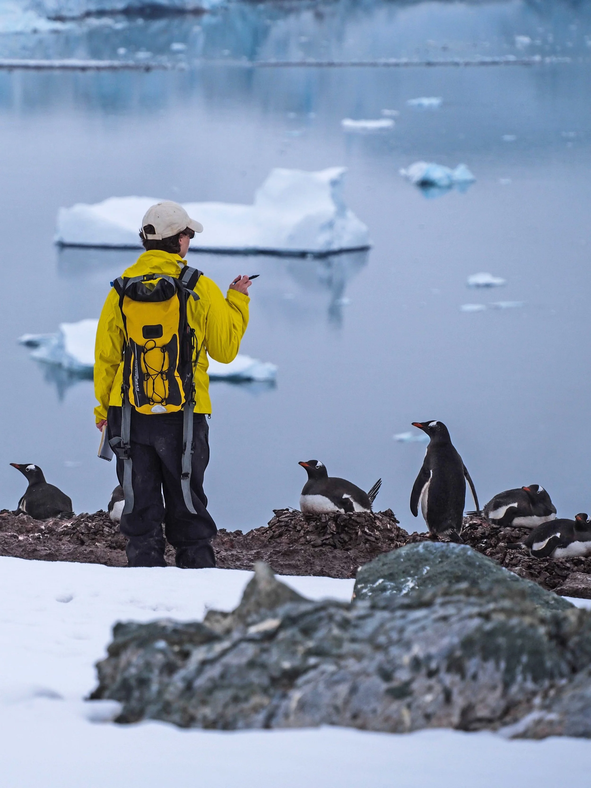From Poop to Protection: Satellite Discoveries Help Save Antarctic ...