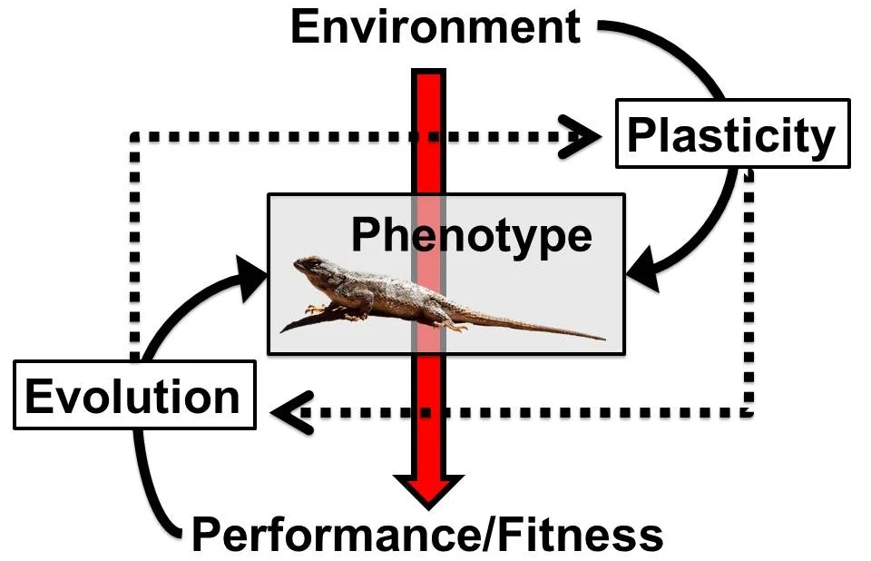 Life Cycle Of A Lizard Diagram
