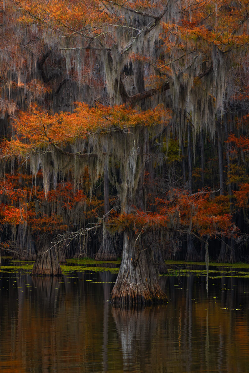 Beauty on the Bayou Photography Workshop — Chris Byrne Fine Art Photography