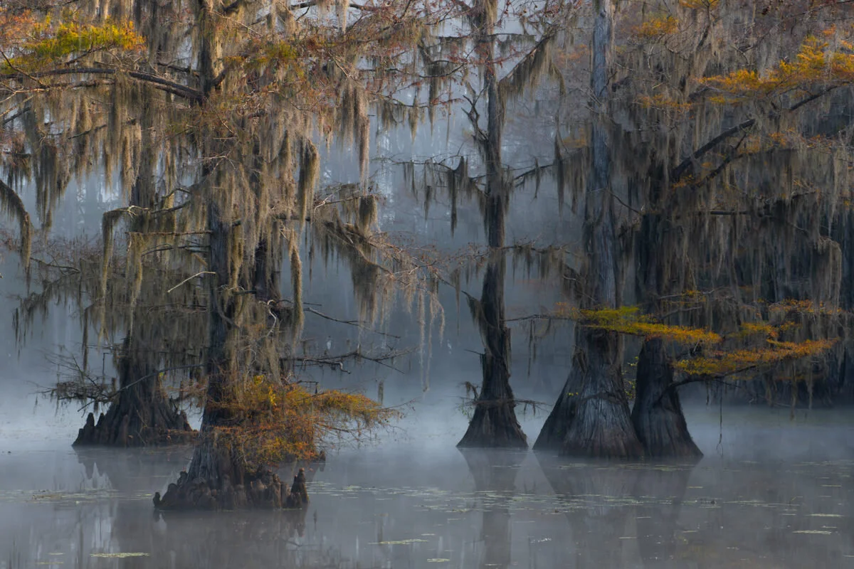 Beauty on the Bayou Photography Workshop — Chris Byrne Fine Art Photography