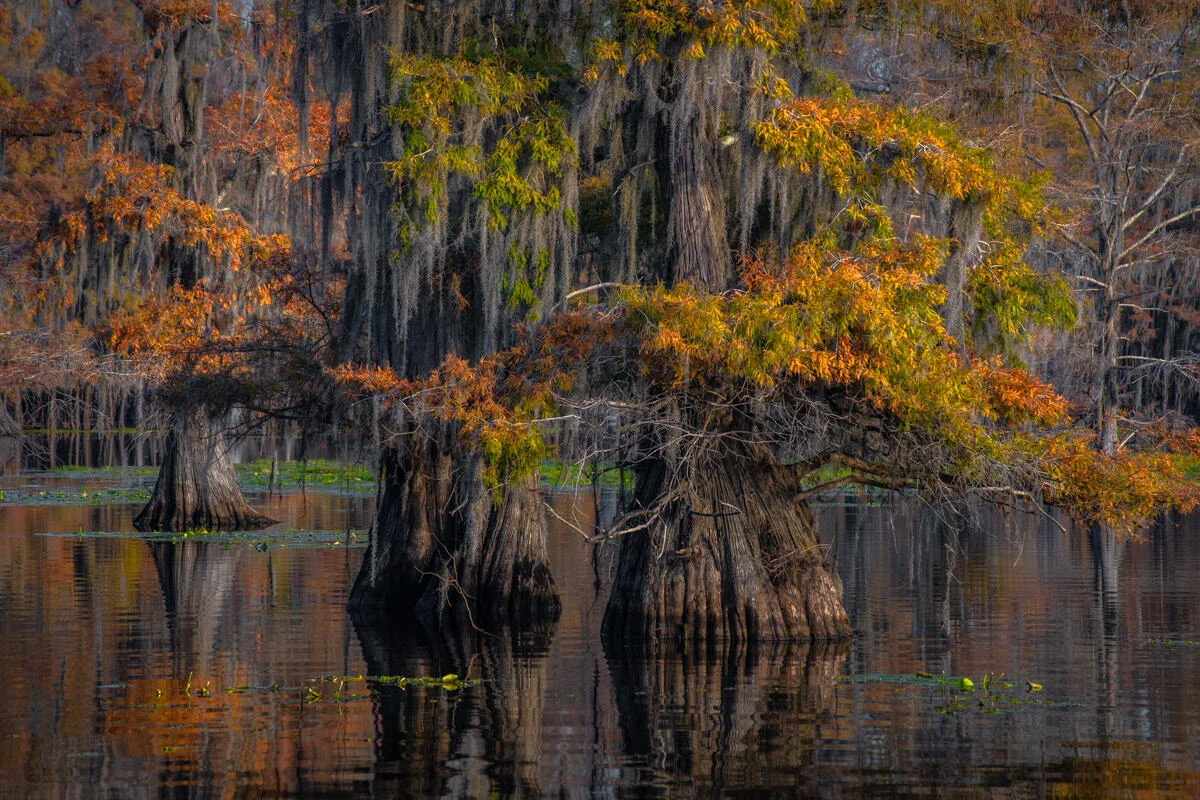 Beauty on the Bayou Photography Workshop — Chris Byrne Fine Art Photography