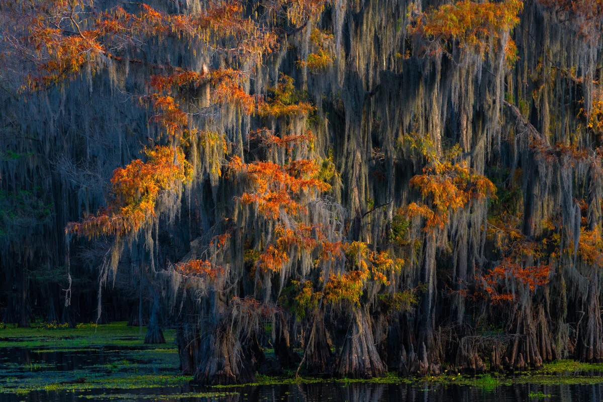 Beauty on the Bayou Photography Workshop — Chris Byrne Fine Art Photography