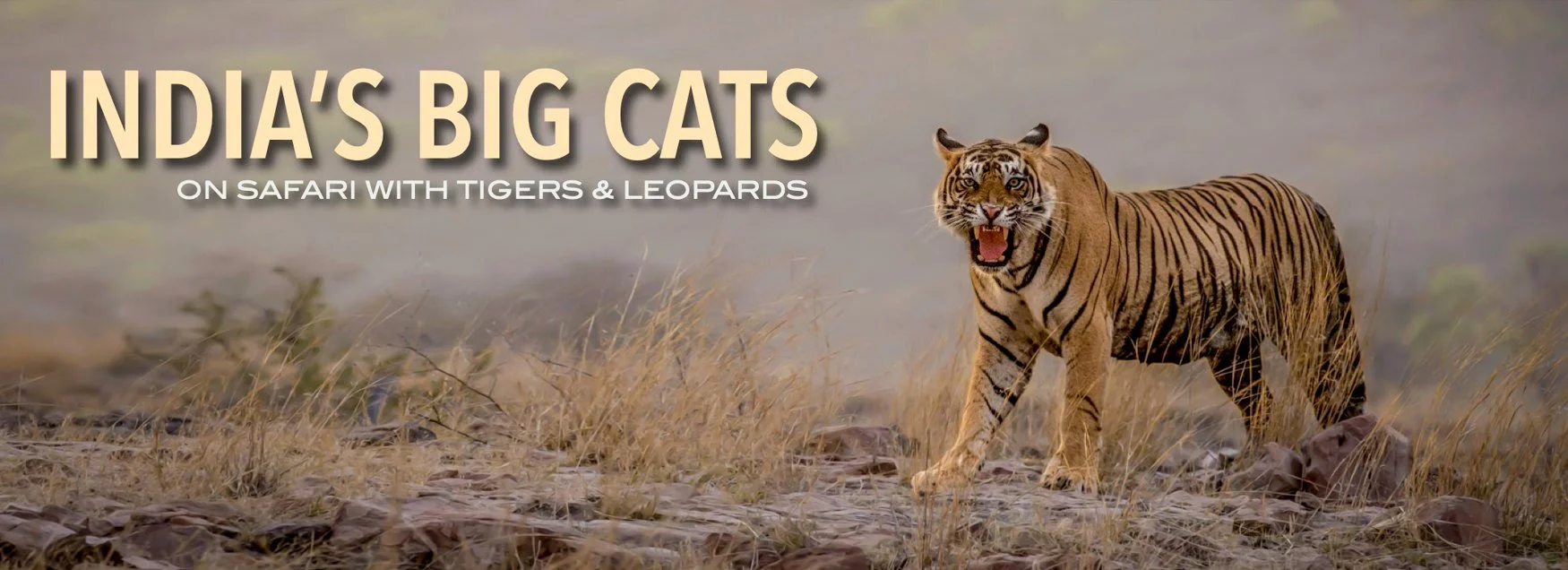 Tigers of India Photography Workshop — Chris Byrne Fine Art Photography