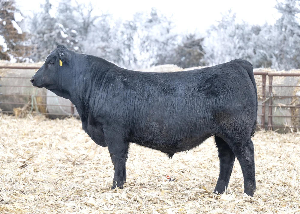 Simmental & Simangus Bulls