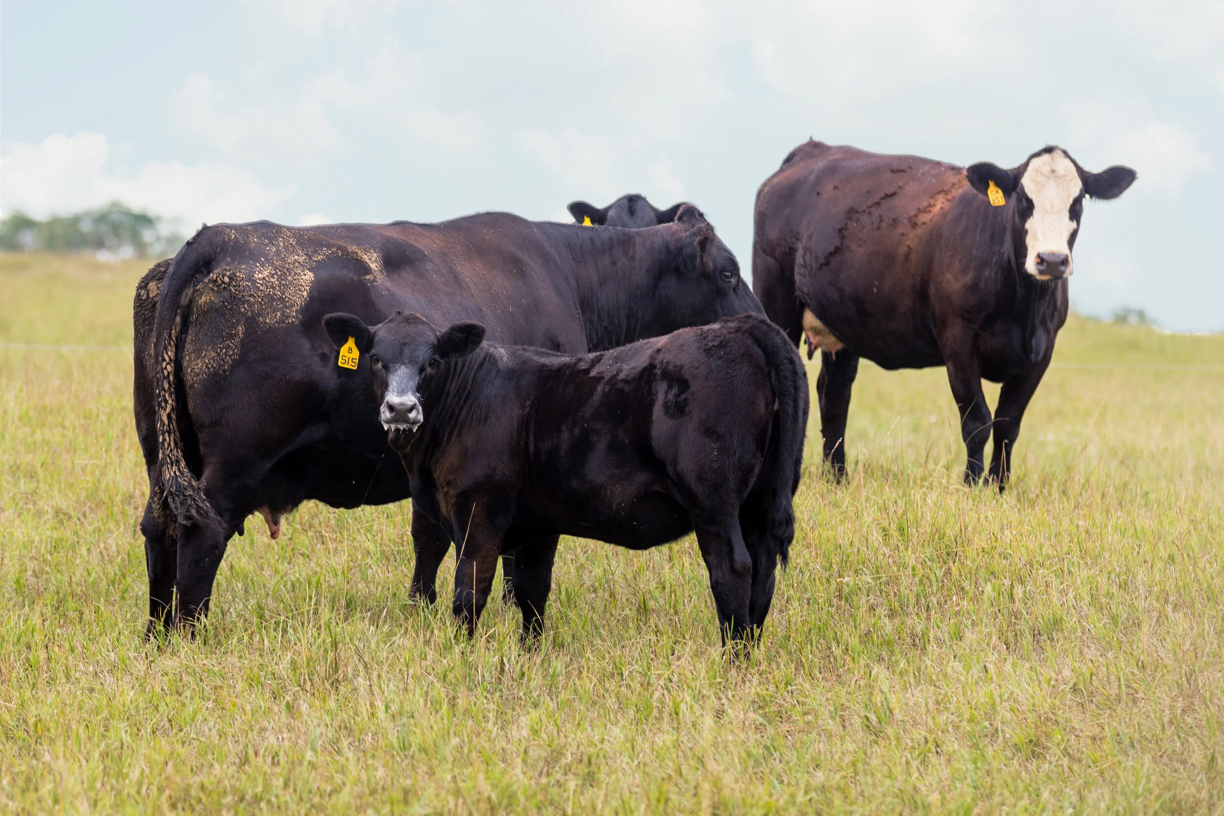 Simmental & Simangus Bulls