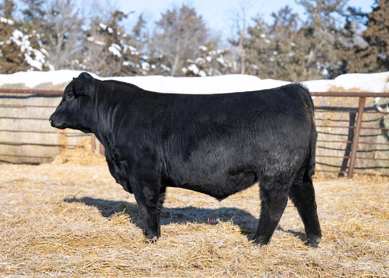 Simmental & Simangus Bulls