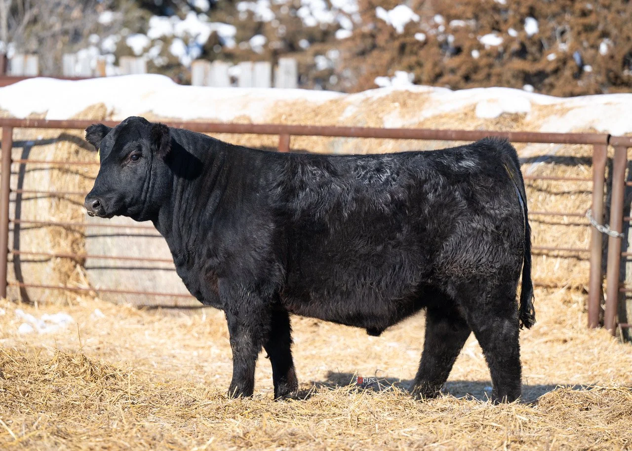 Simmental & Simangus Bulls