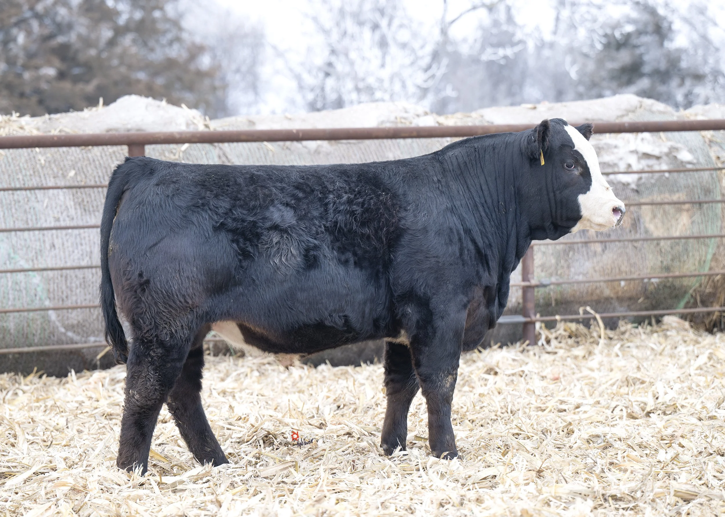 Simmental & Simangus Bulls