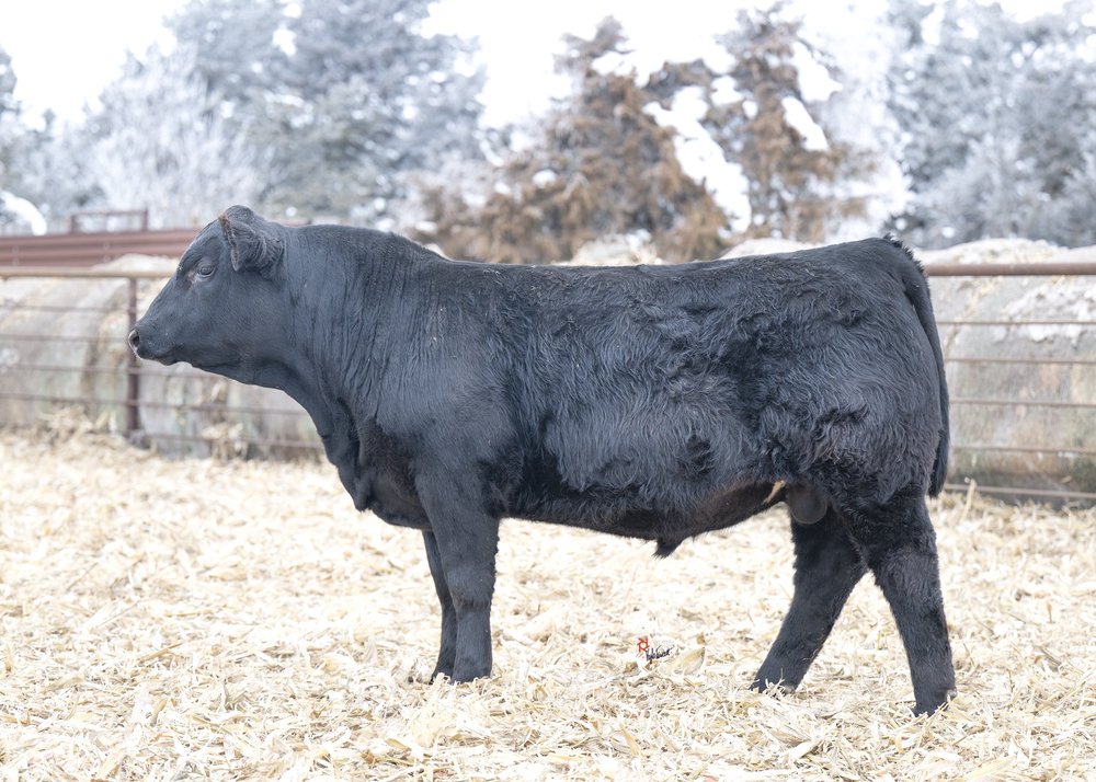 Simmental & Simangus Bulls