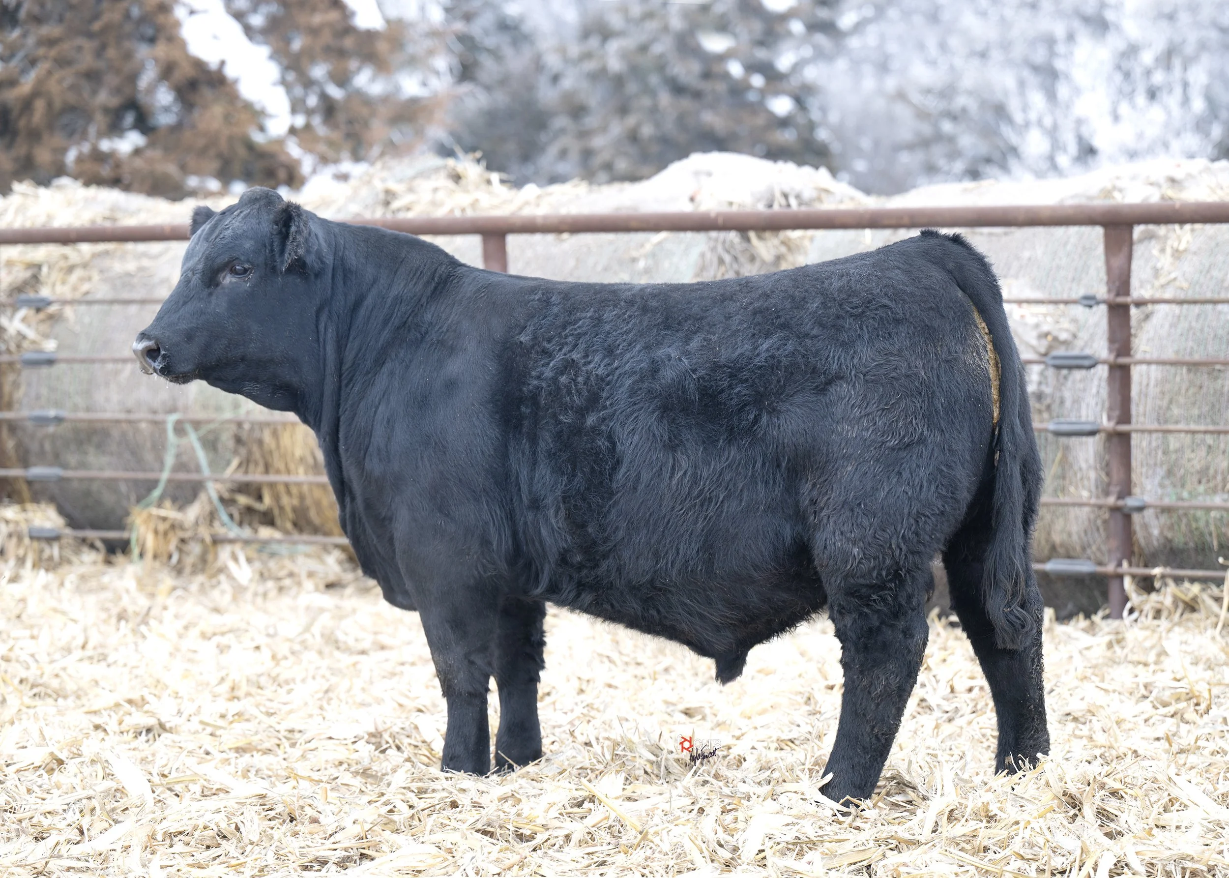 Simmental & Simangus Bulls