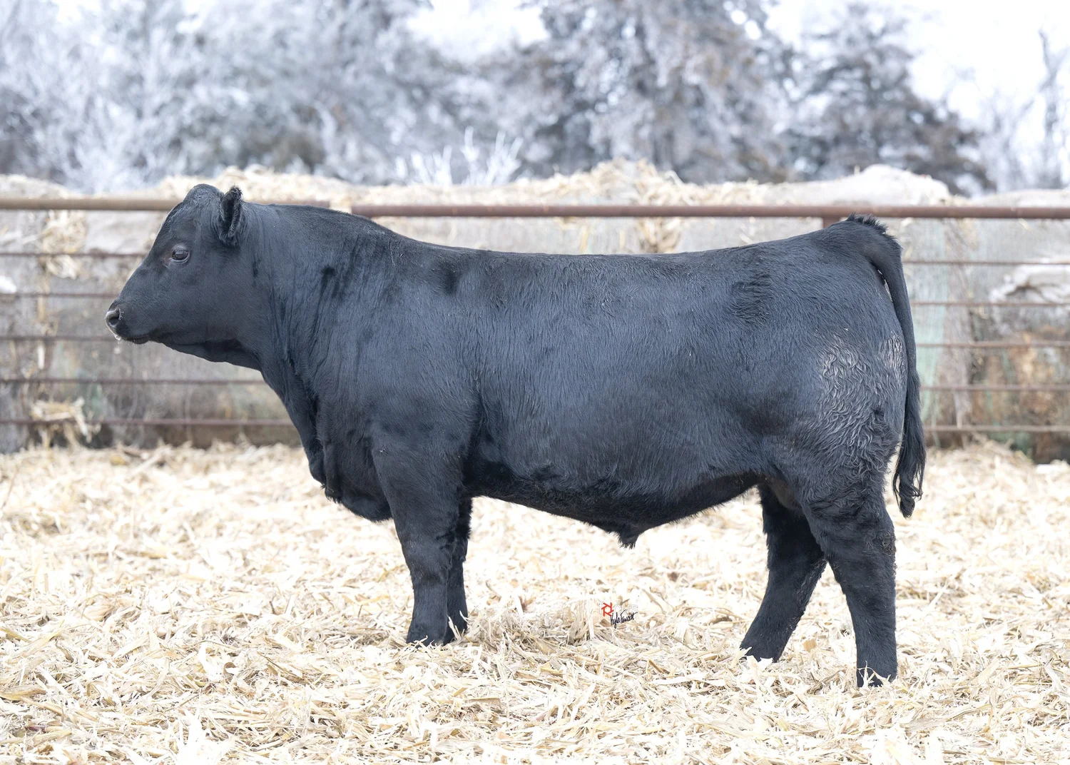 Simmental & Simangus Bulls