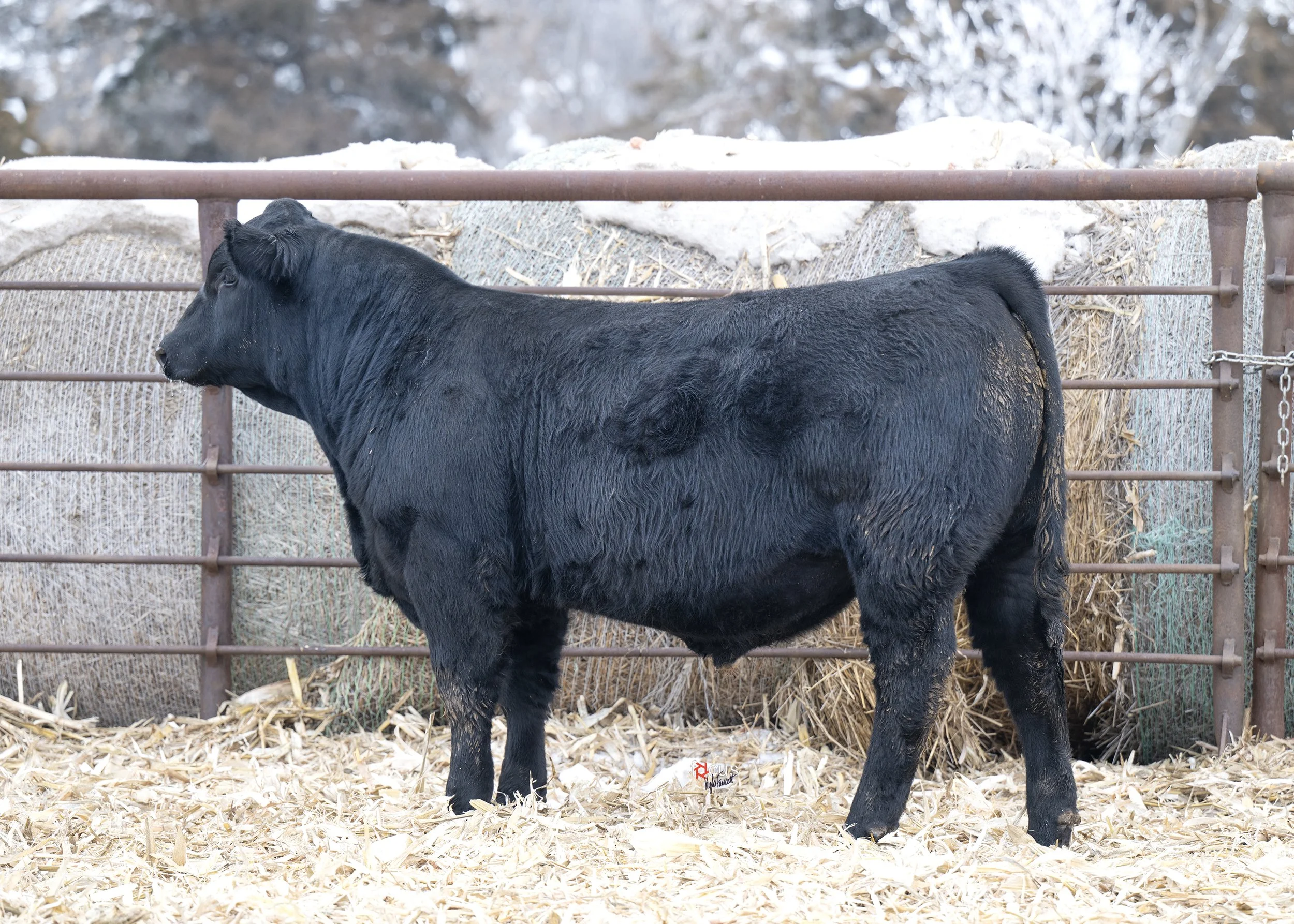 Simmental & Simangus Bulls