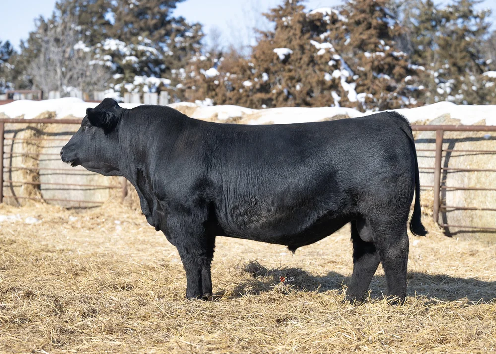 Simmental & Simangus Bulls