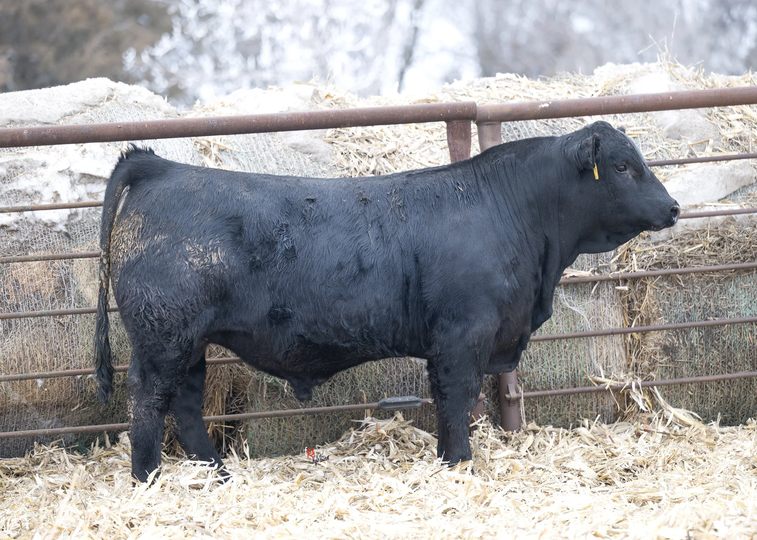 Simmental & Simangus Bulls