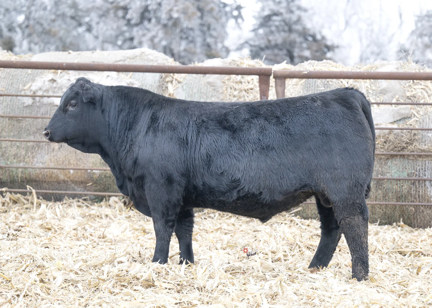 Simmental & Simangus Bulls