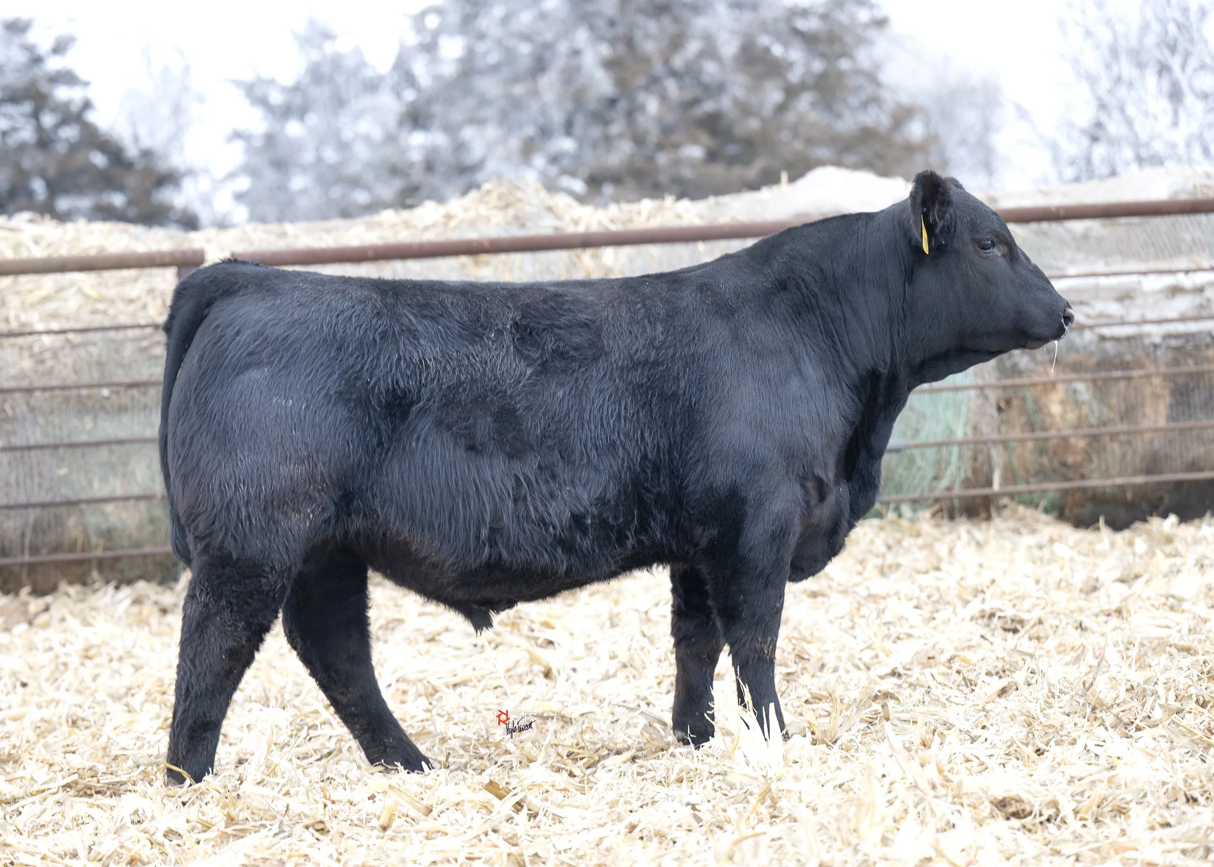 Simmental & Simangus Bulls