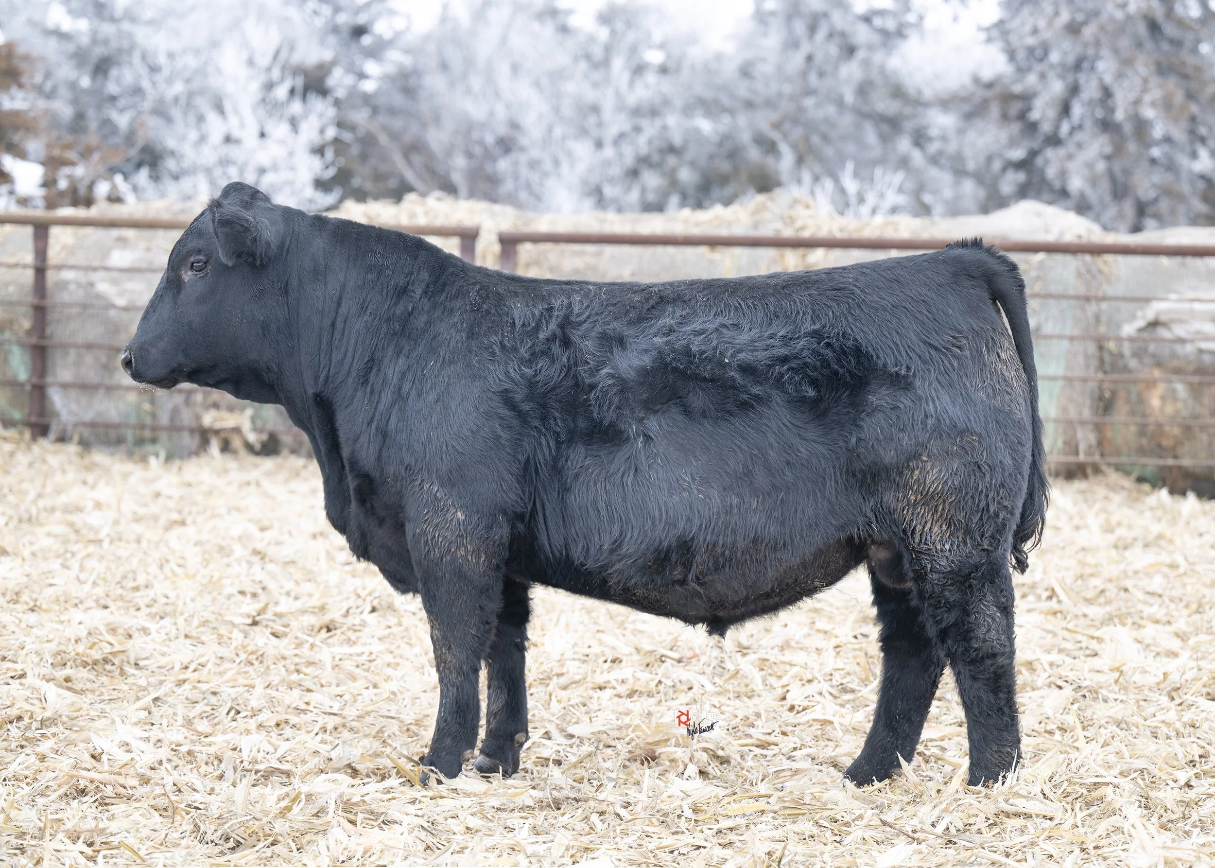 Simmental & Simangus Bulls