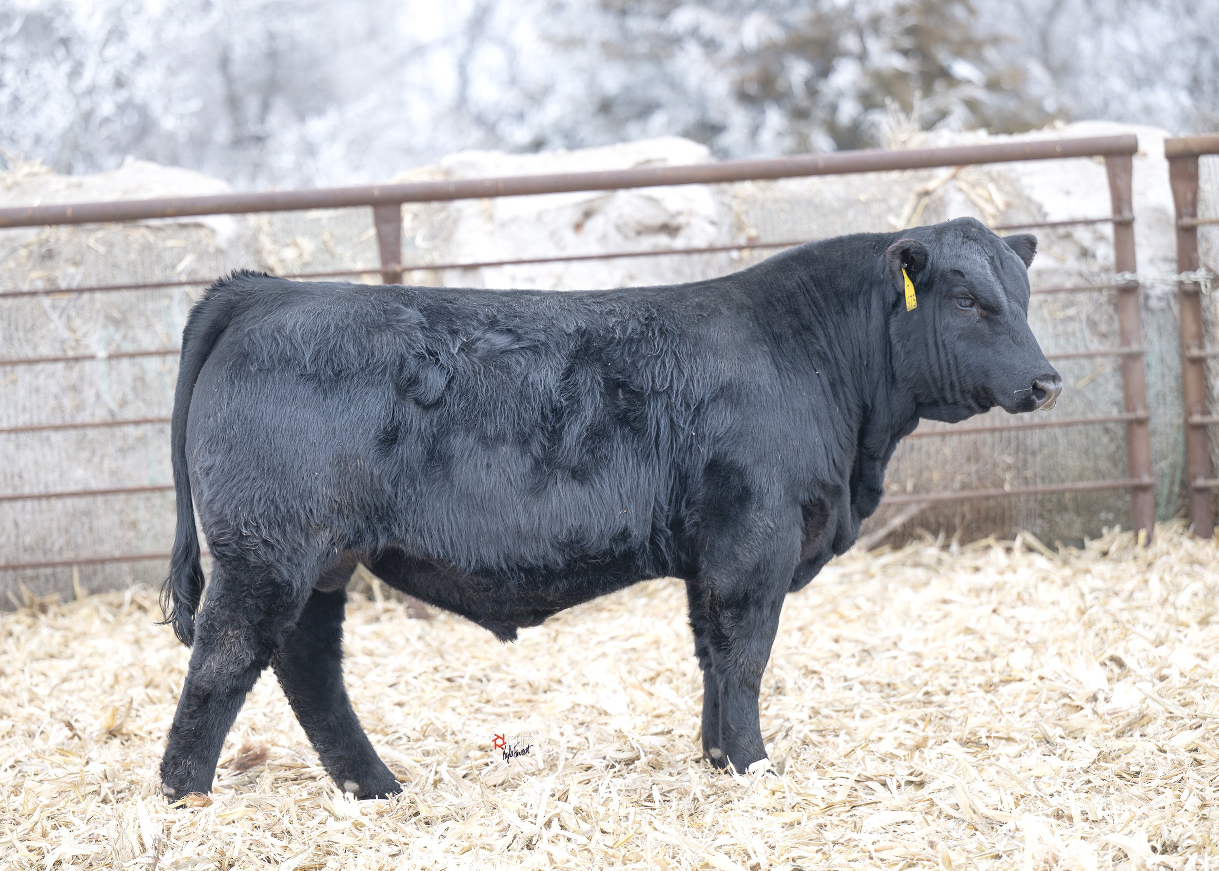 Simmental & Simangus Bulls
