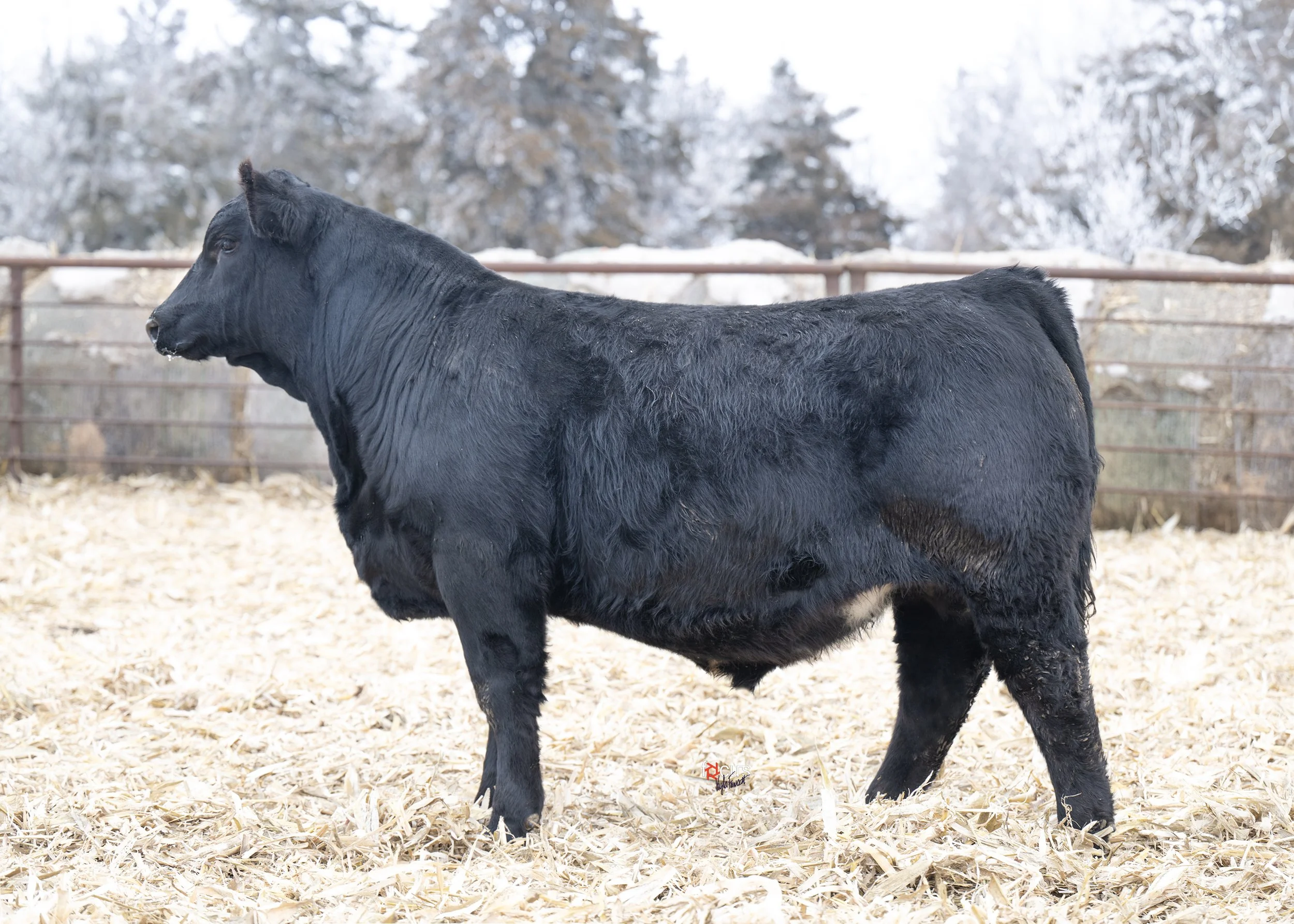 Simmental & Simangus Bulls