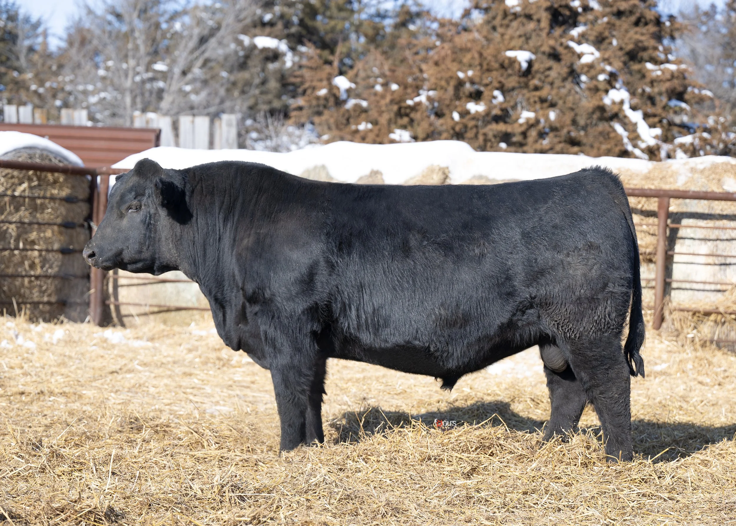 Simmental & Simangus Bulls