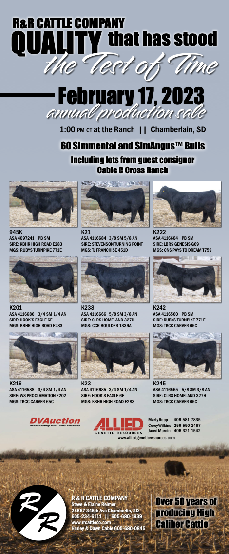 Simmental & Simangus Bulls