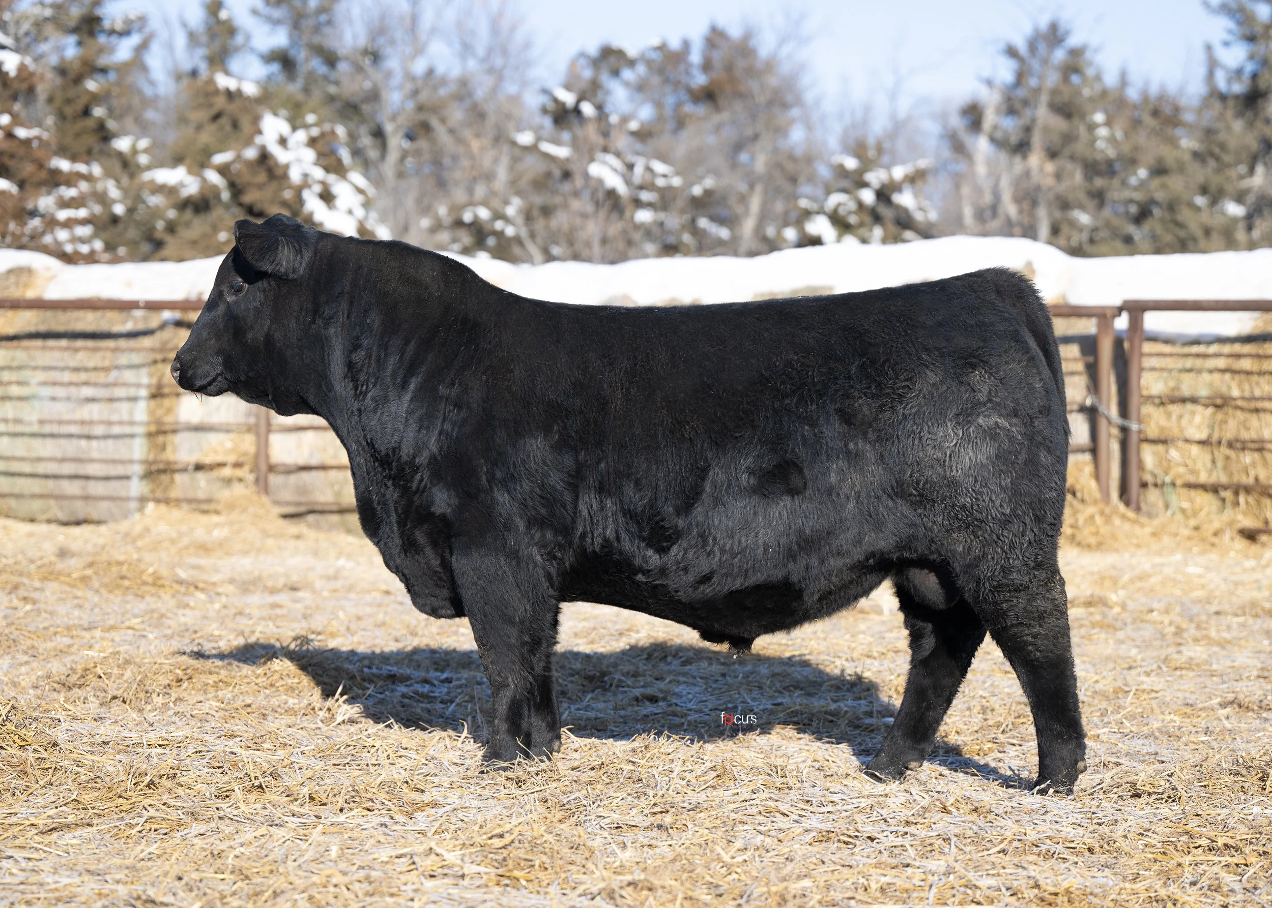 Simmental & Simangus Bulls