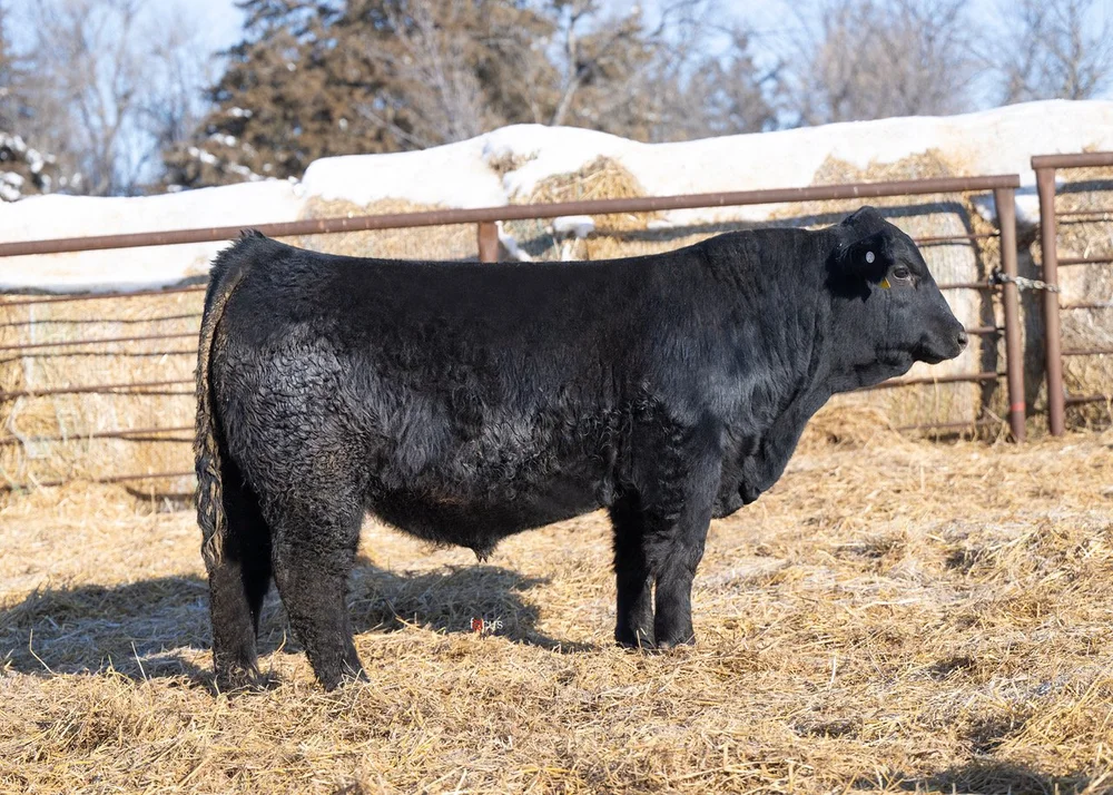 Simmental & Simangus Bulls