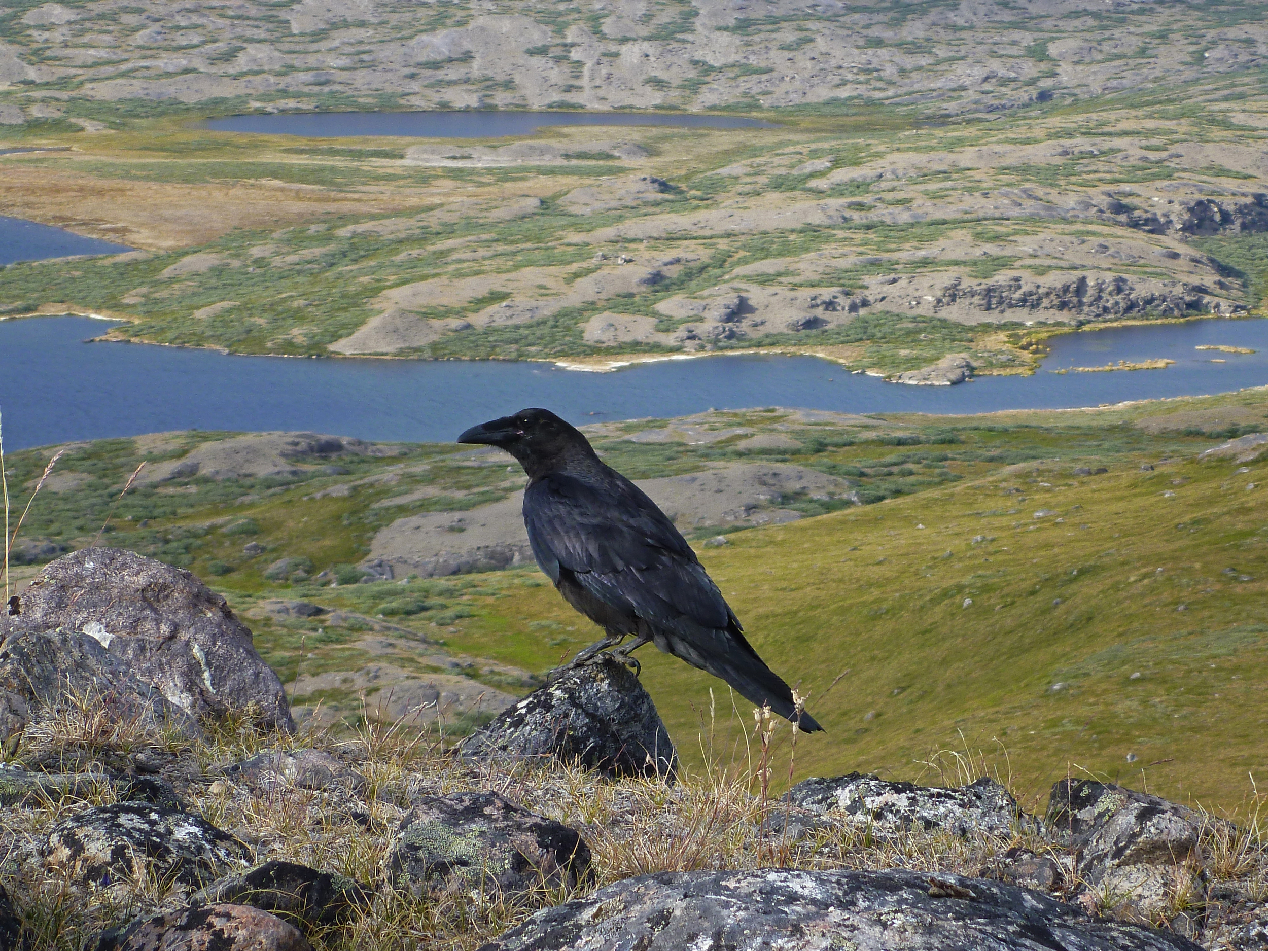 Greenland Adventure — Wild Med Adventures