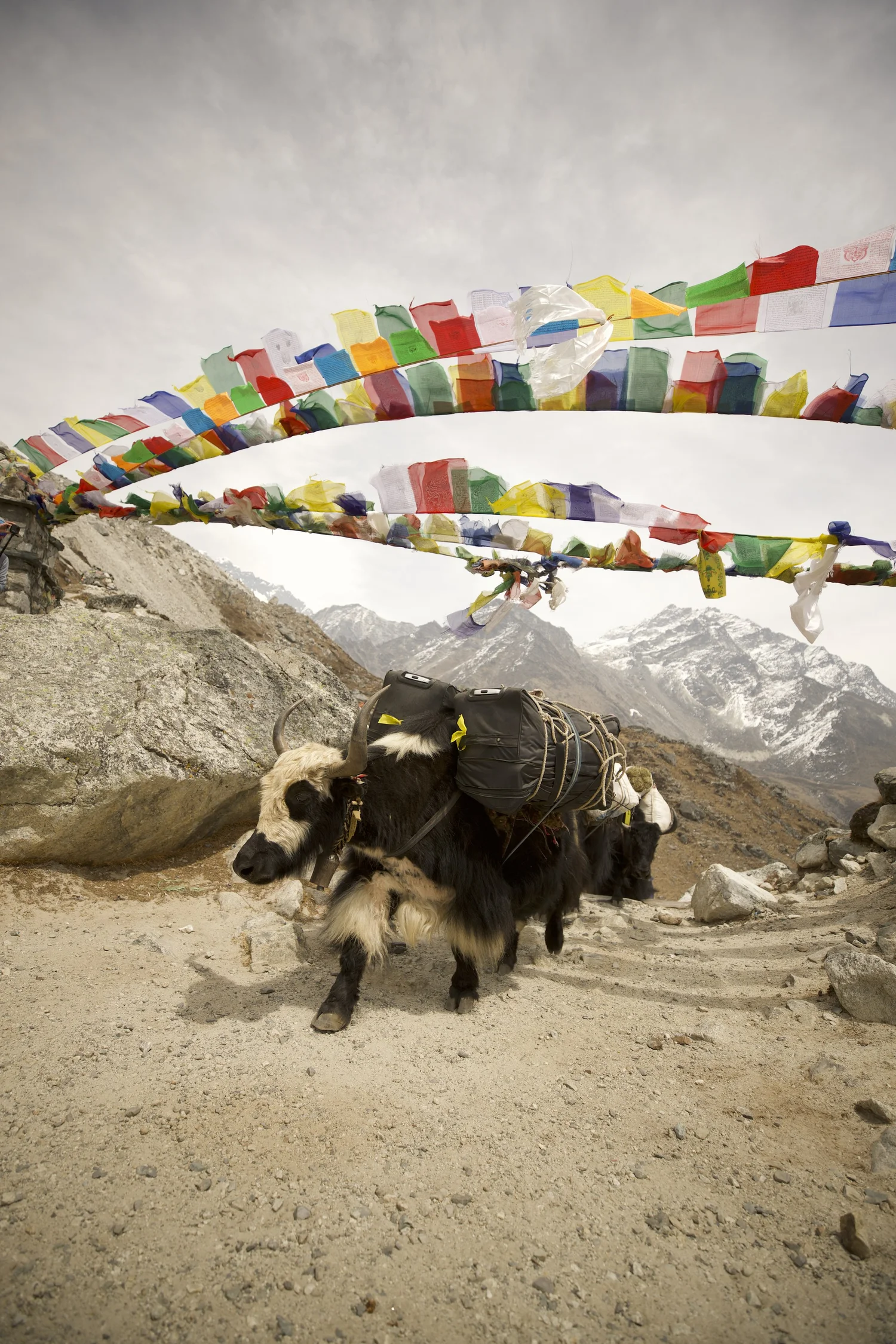 Everest BC Trek 2026 — Wild Med Adventures