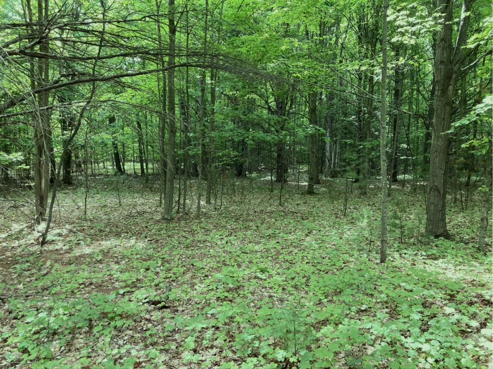 OWA Deer Management — Omena woods association