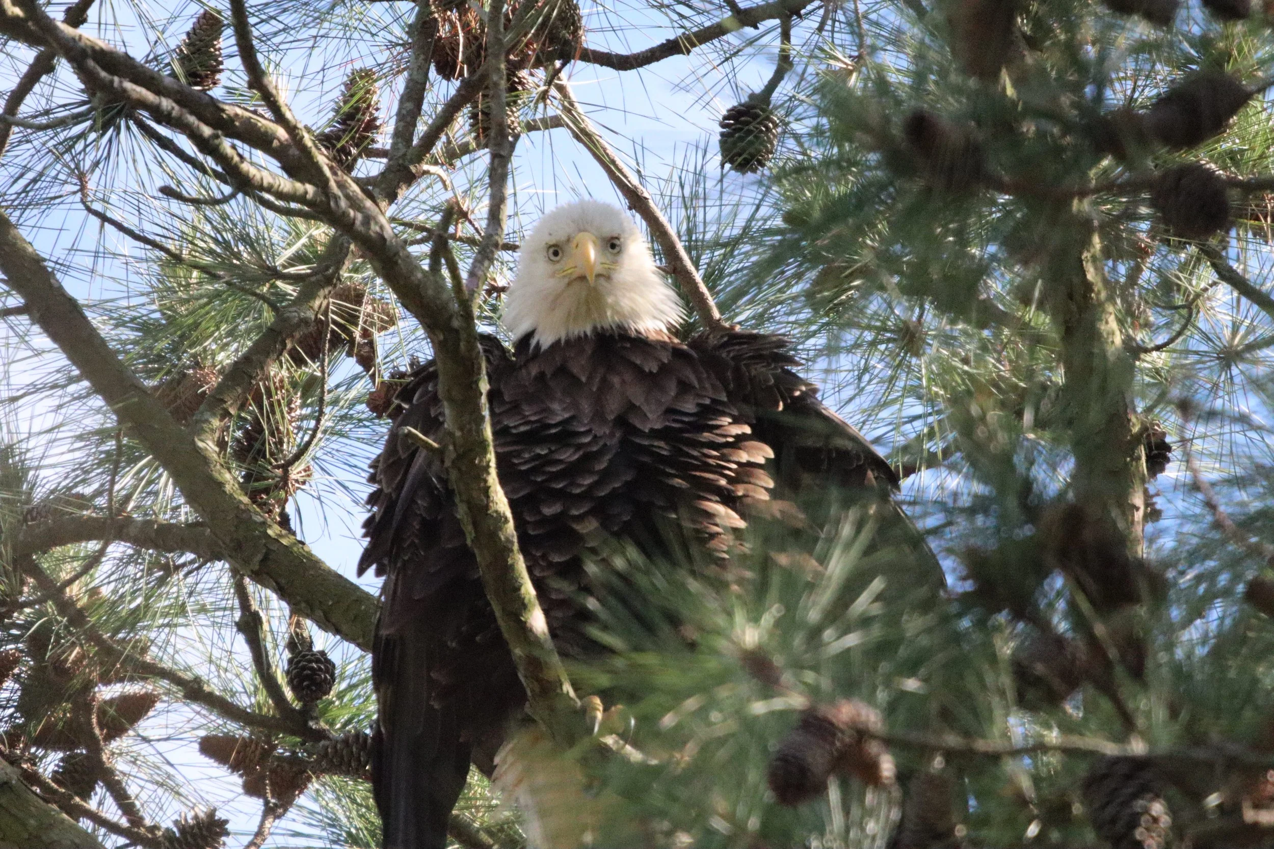 Capital One Gallery 2024 — Business Council for the Arts