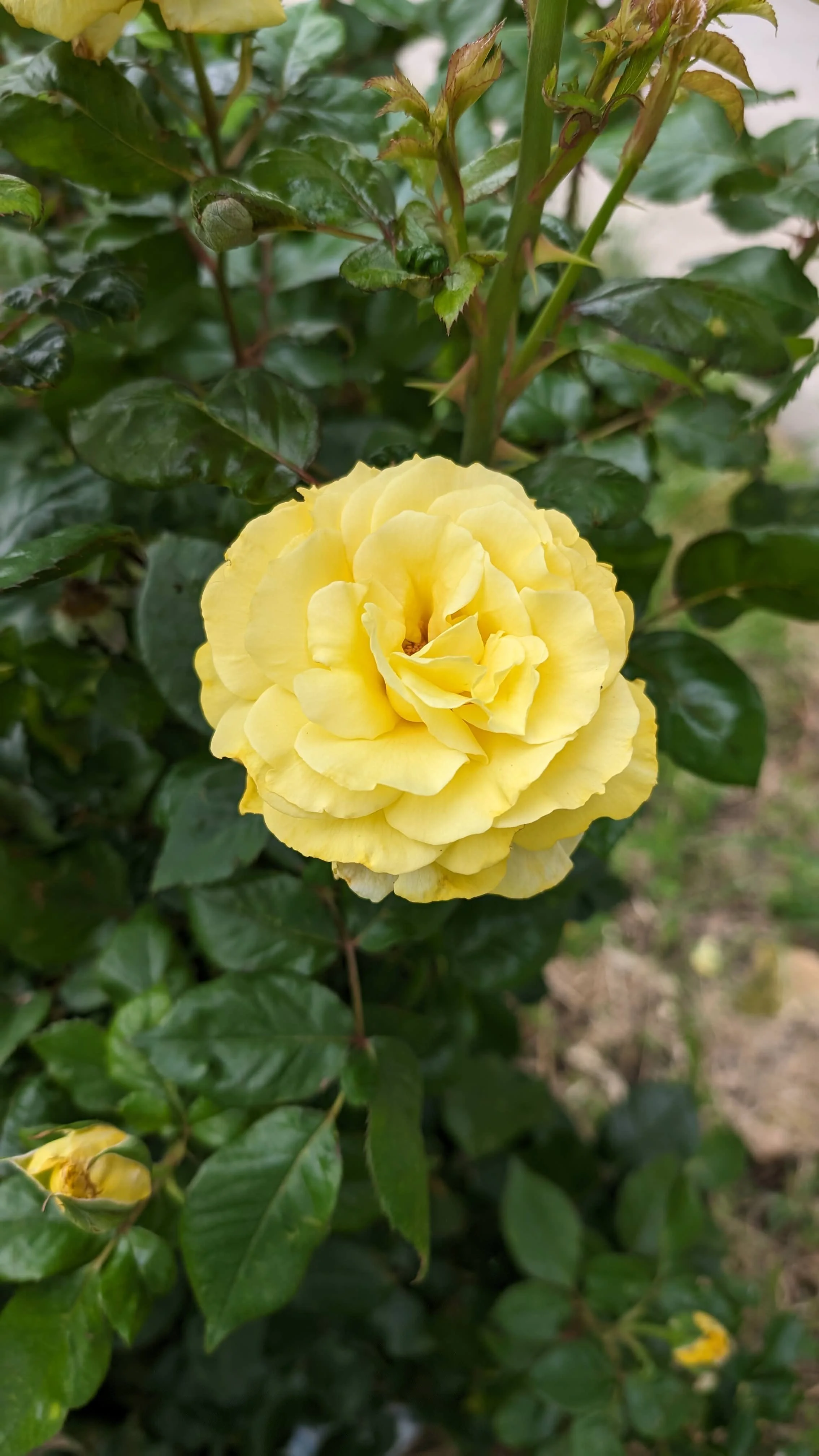 Oncor Gallery 2024 — Business Council for the Arts