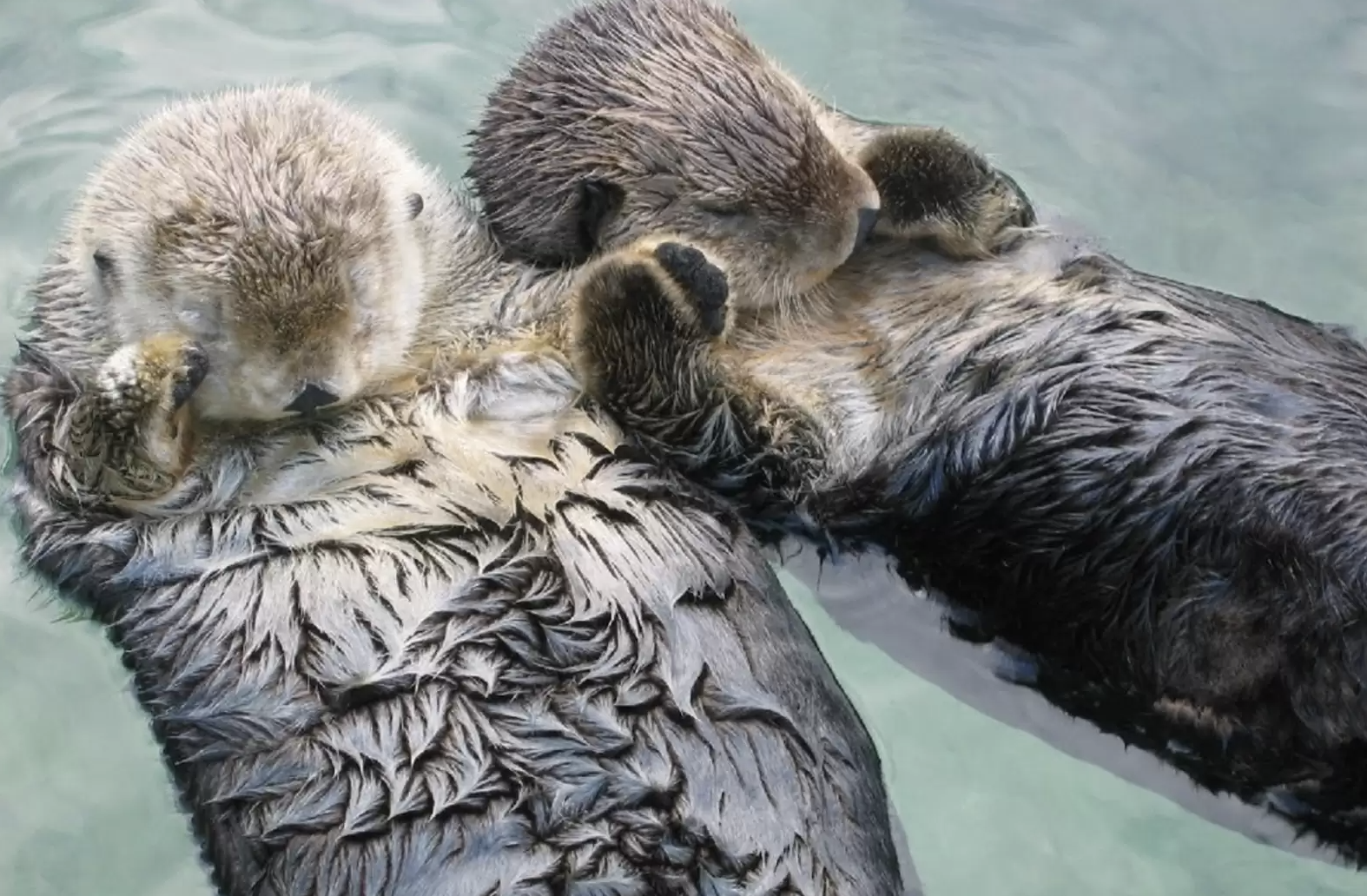 Otters Hold Hands While Sleeping So They Don t Float Away From Each