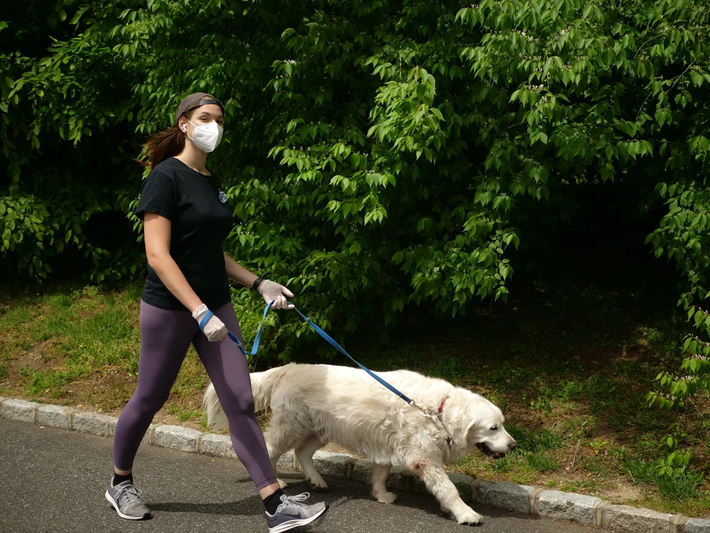What Is Dog Walking A Person